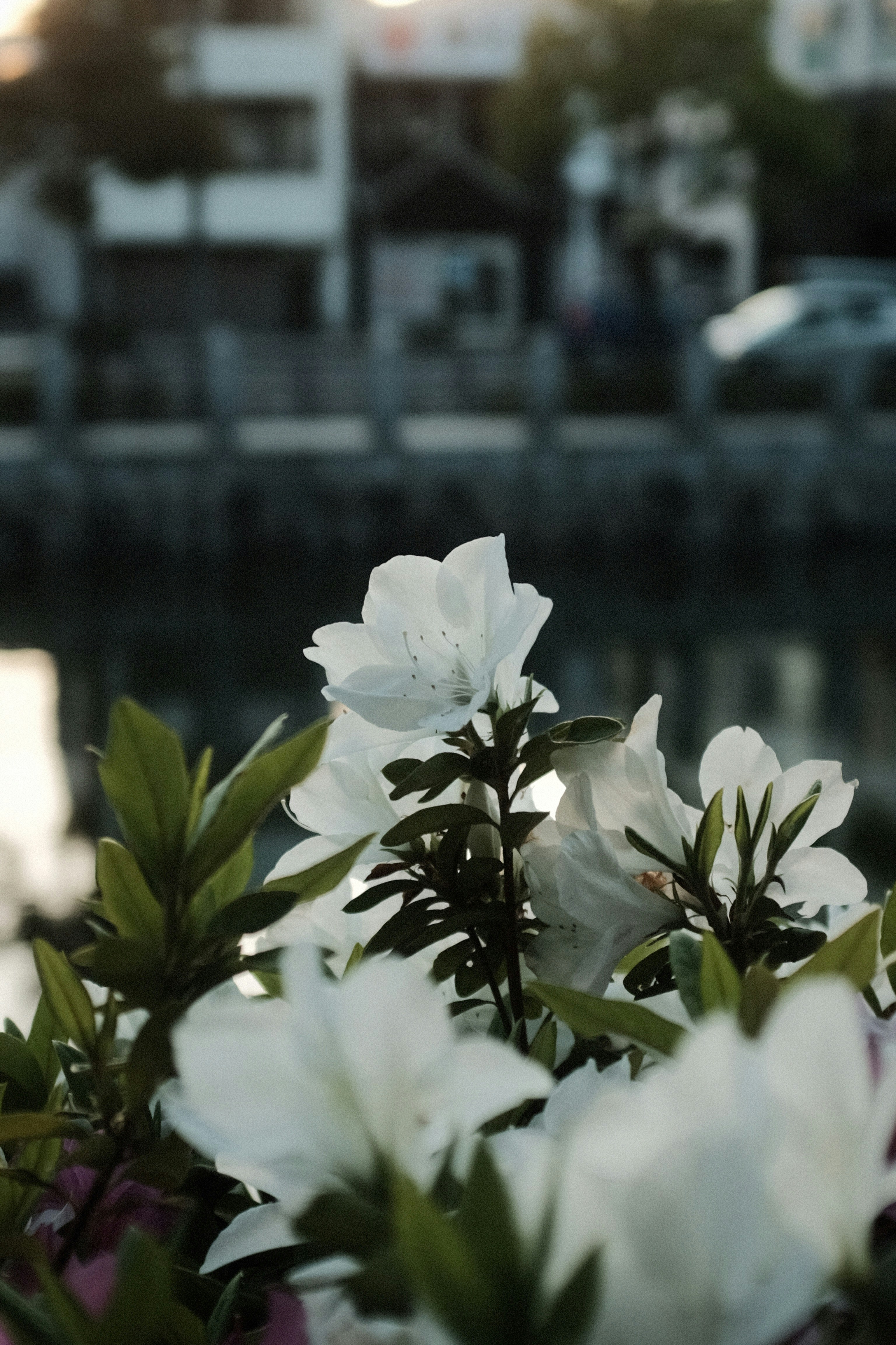 white flower with green leaves