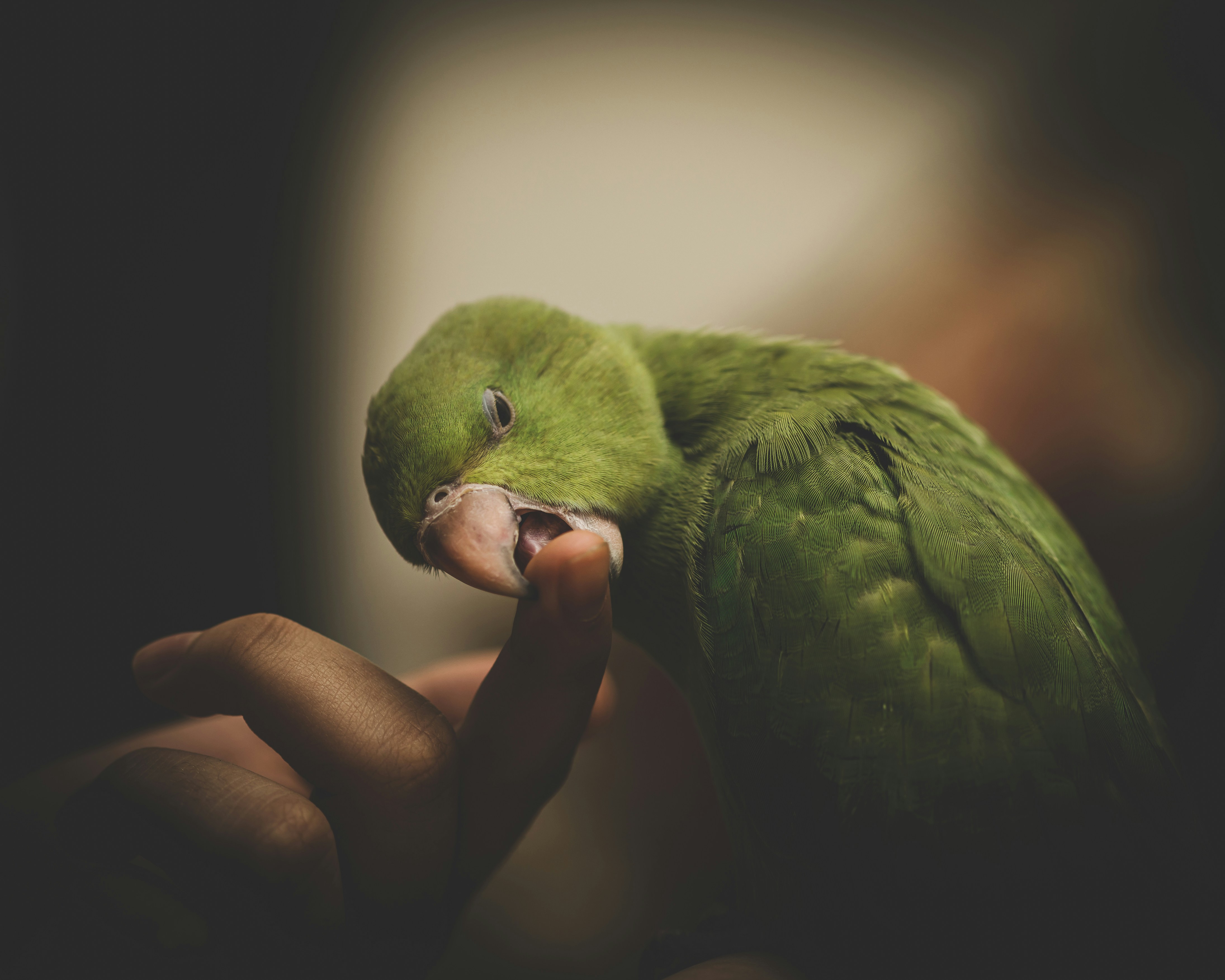 green bird on persons handM o e