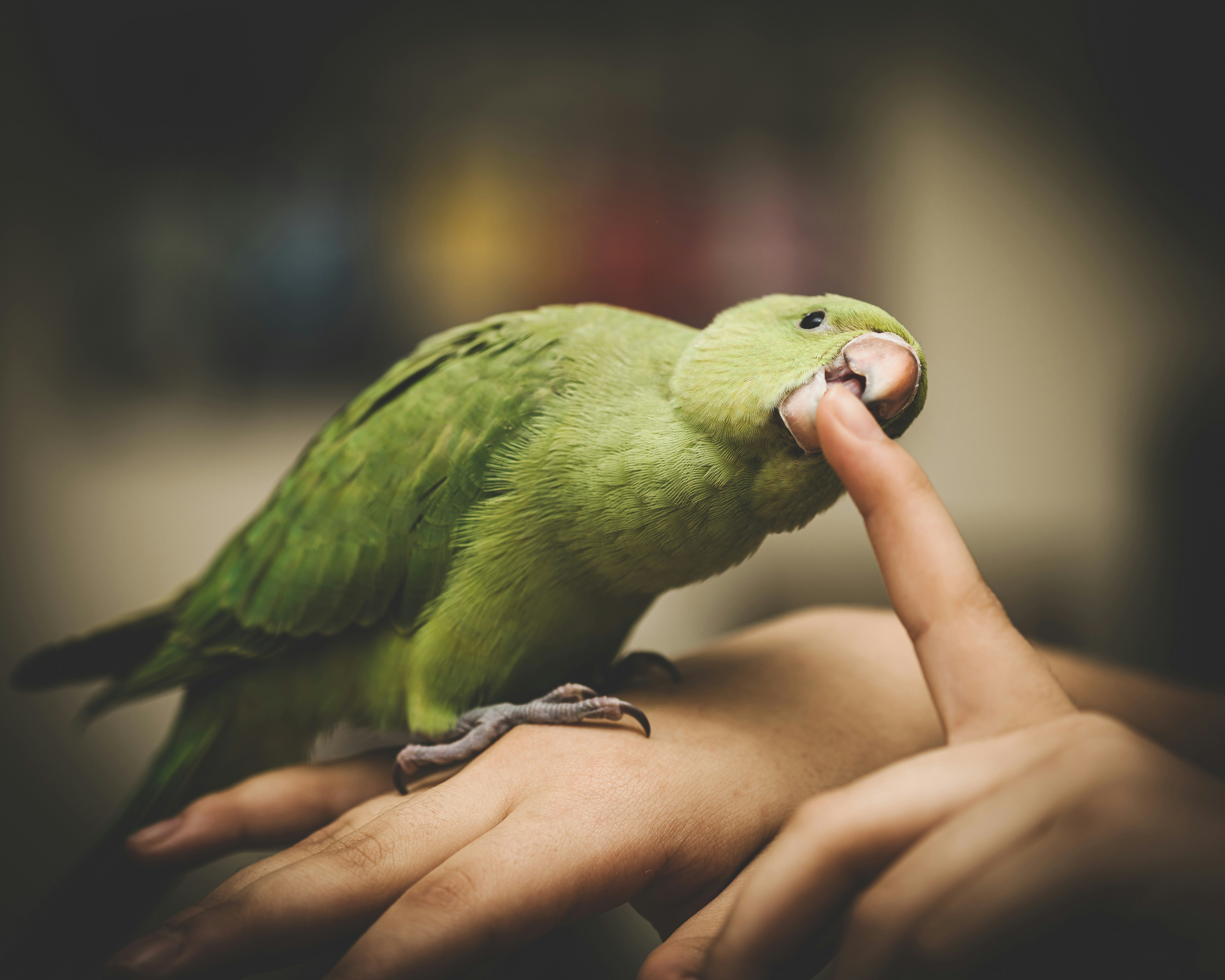 green bird on persons handM o e