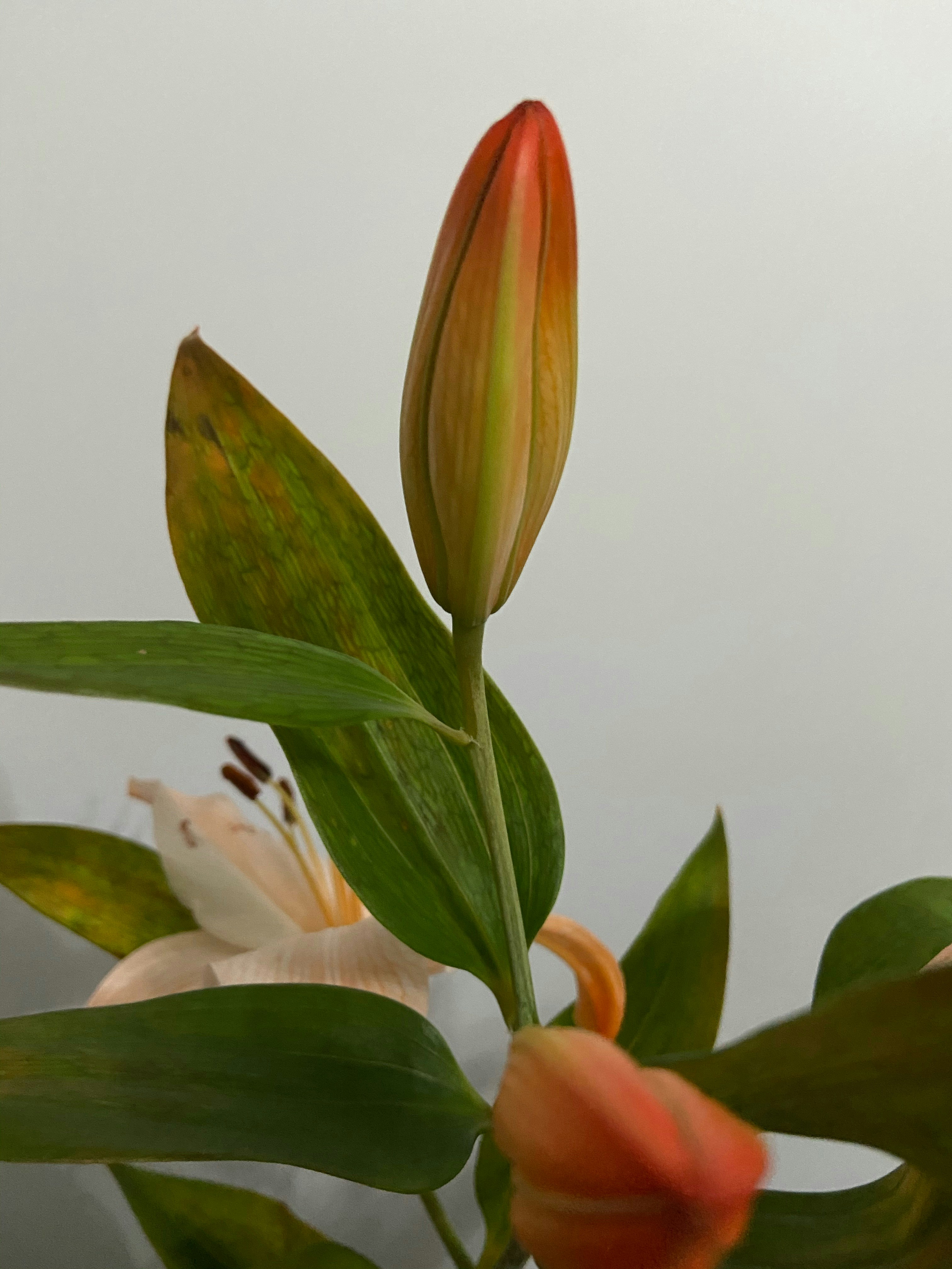 Close-Up Tulip Bud in Soft Studio Light