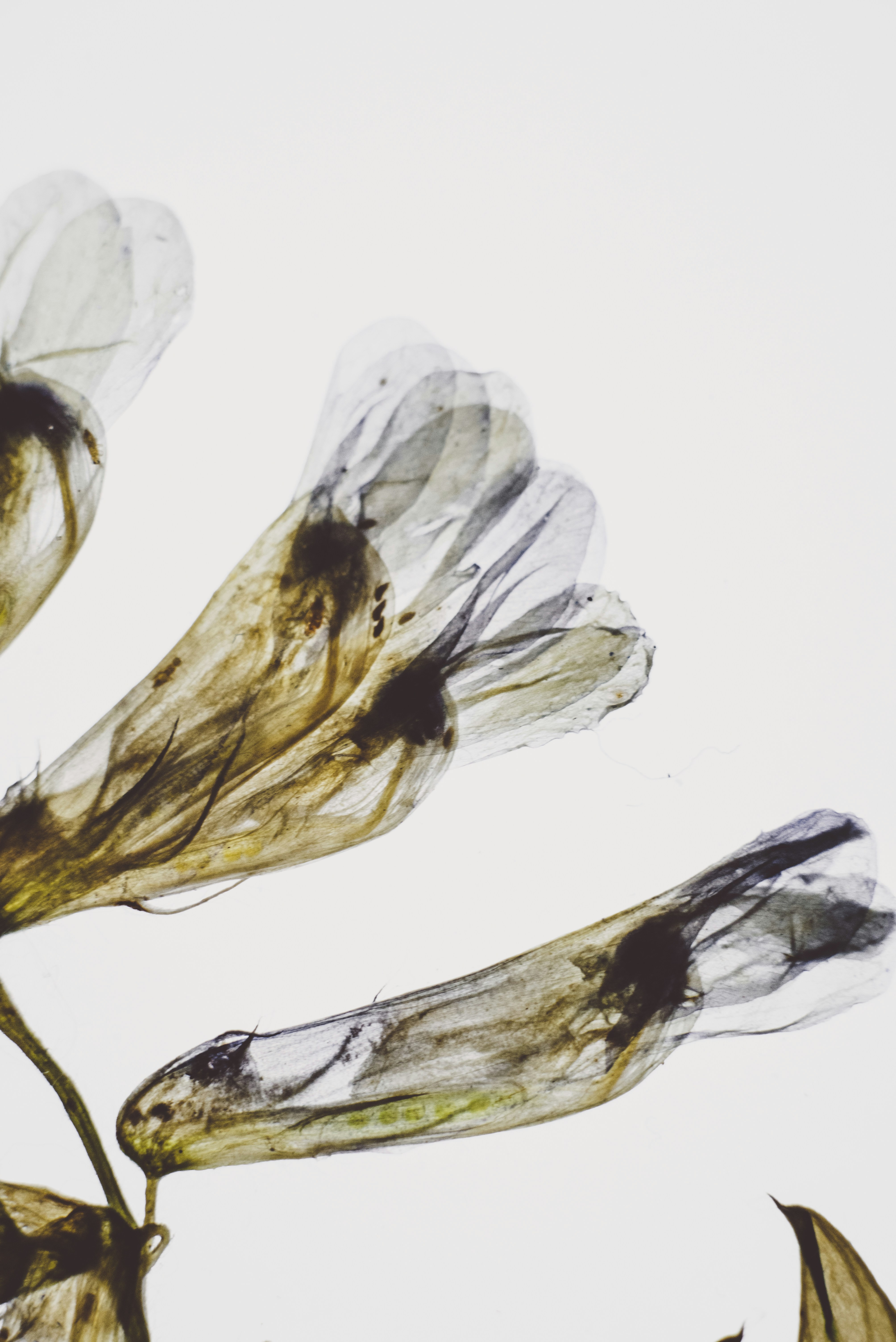 Backlit Veil: A Close-Up Study of Transparent Petals