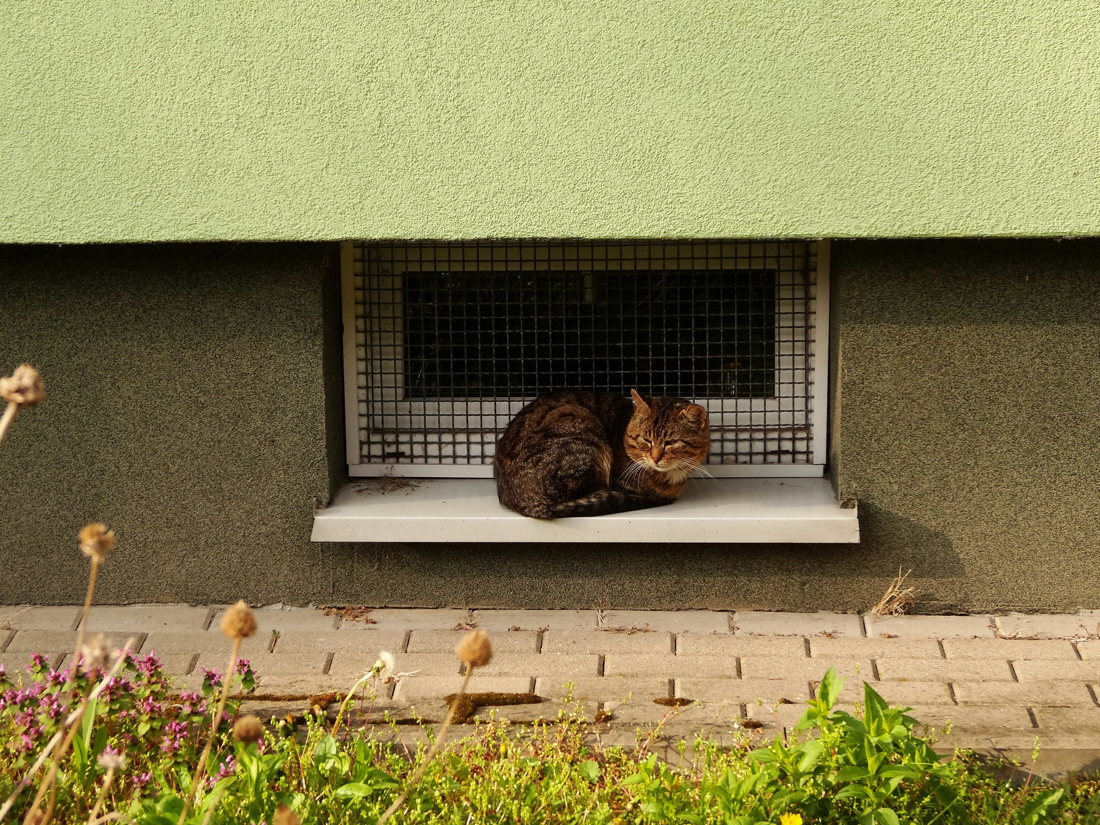 Two cats lounging together on a ledge beneath a window, framed by greenery and a muted wall. Their relaxed posture suggests a peaceful afternoon.
