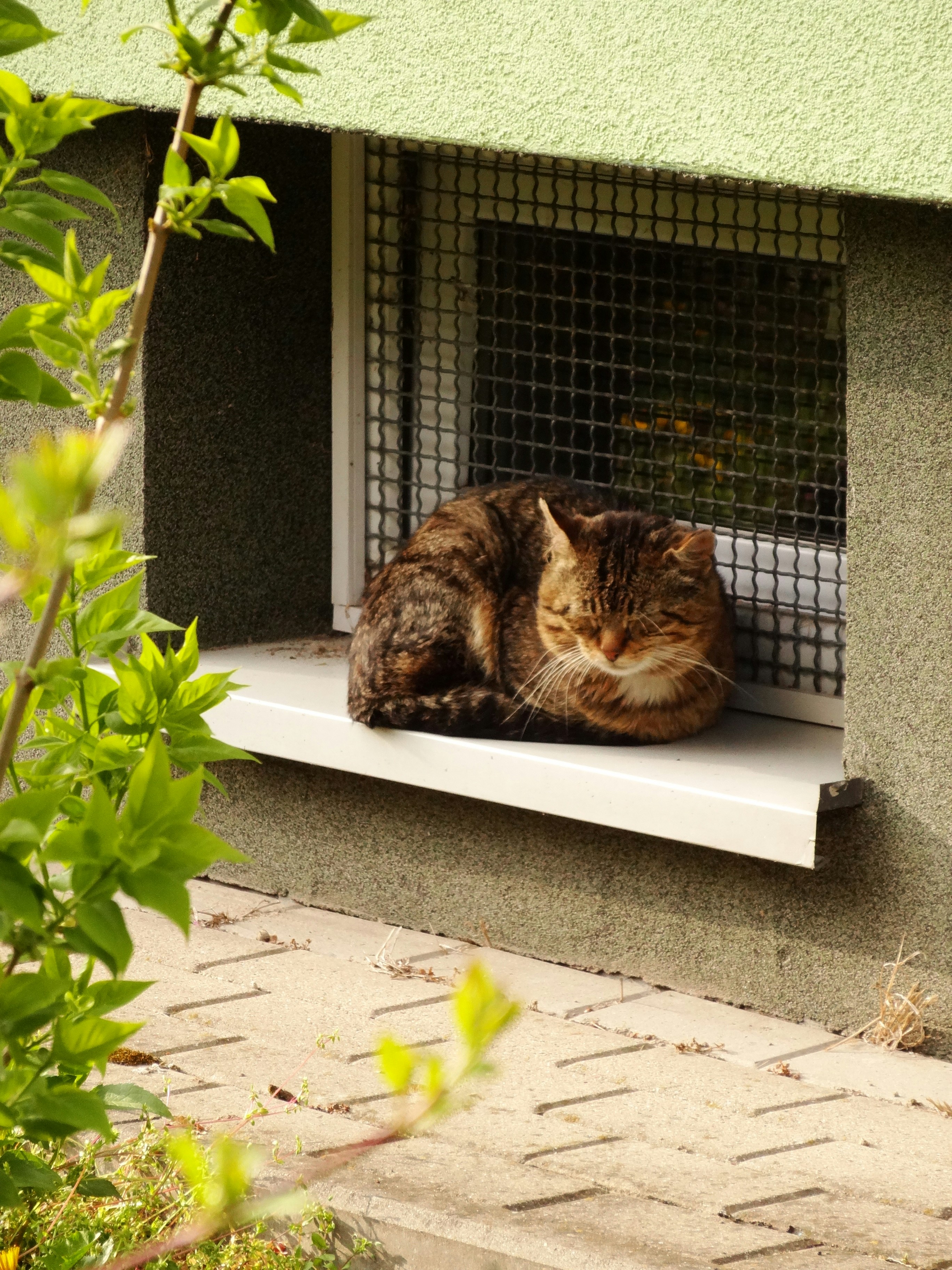 A tabby cat resting peacefully on a window ledge, framed by greenery, showcasing a tranquil moment in a suburban setting.