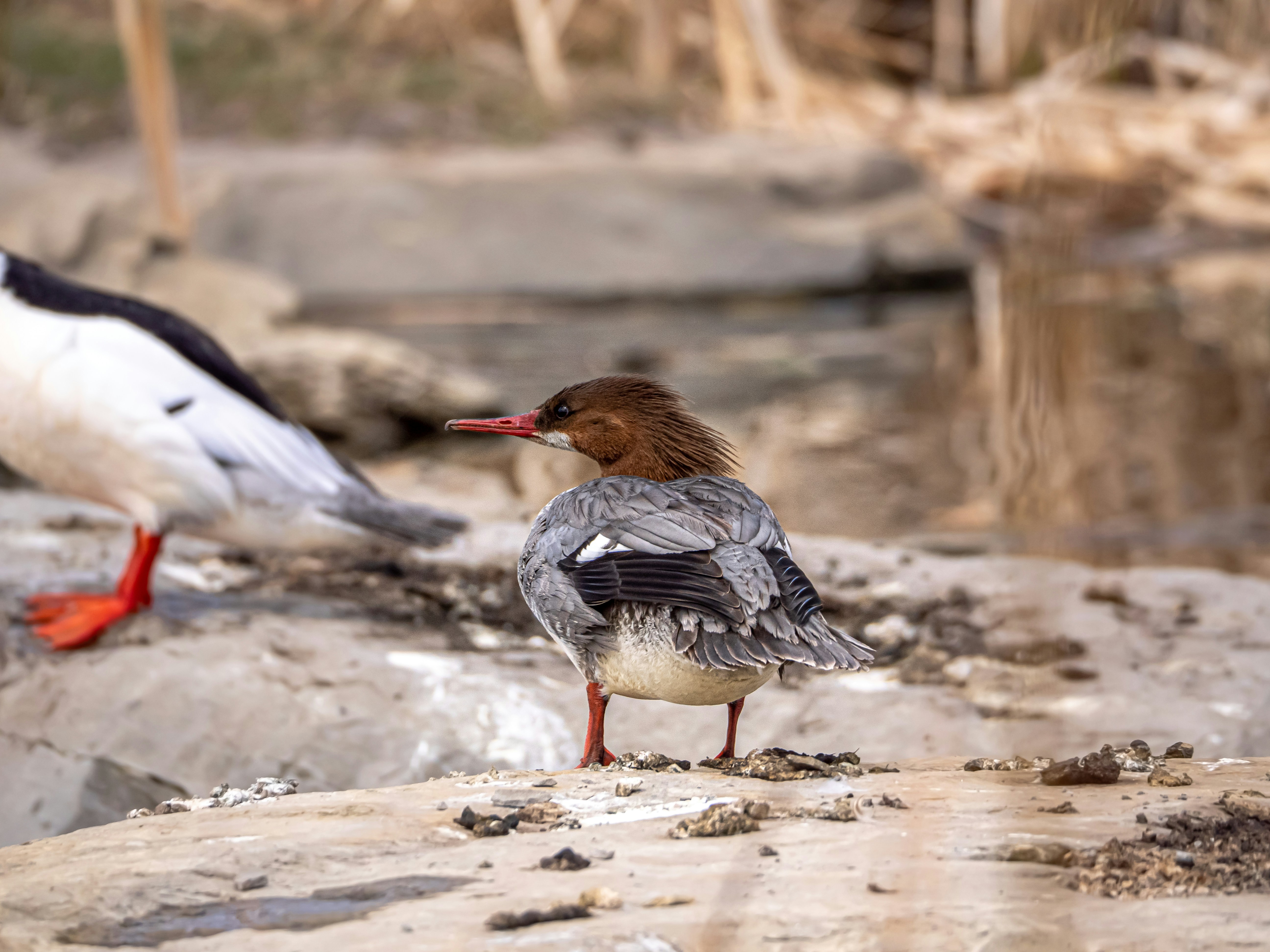 Red-Beaked Grebe Pauses on a Pebble Riverside Shore