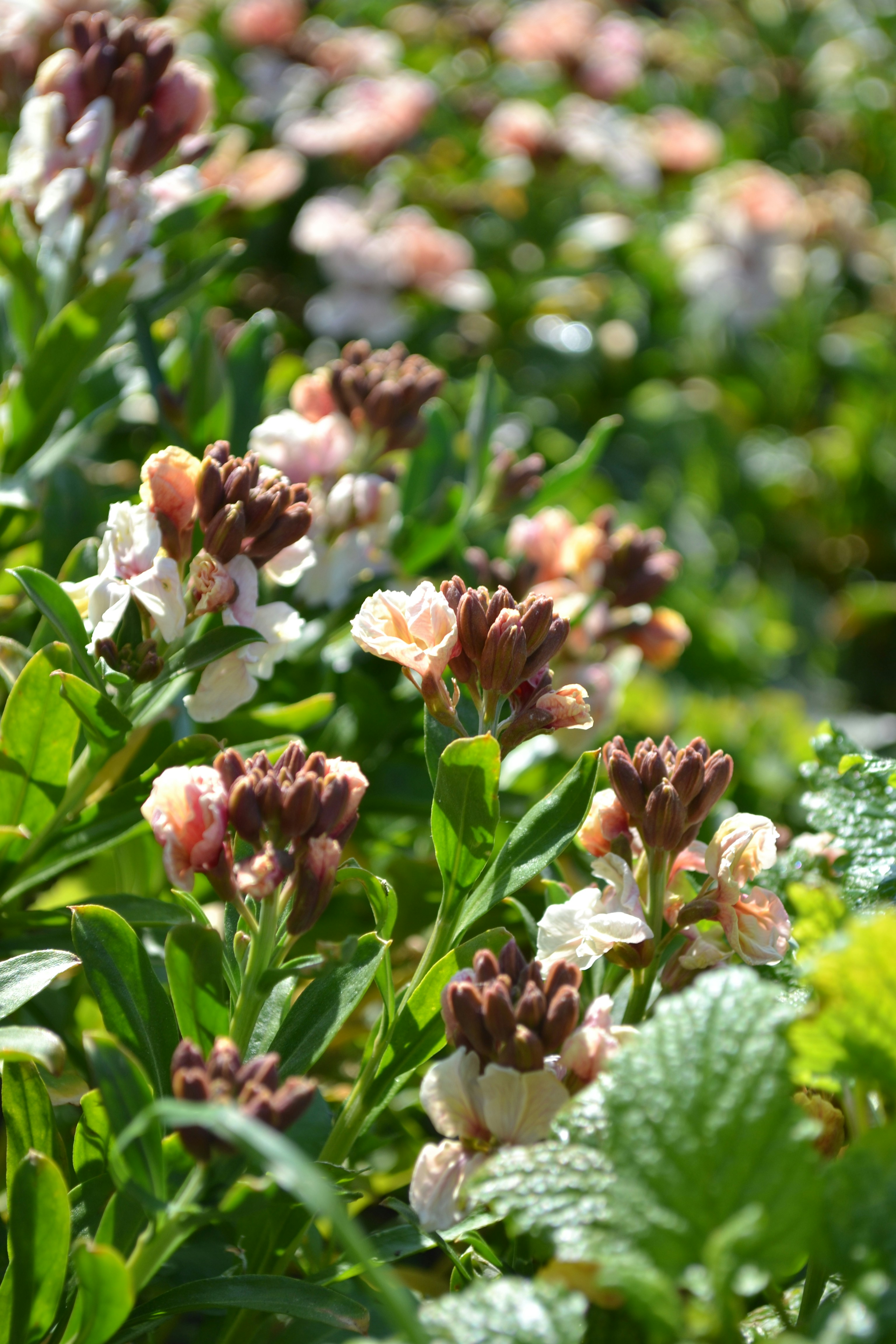 Sunlit Peach-Cream Blooms Weaving Through a Green Garden