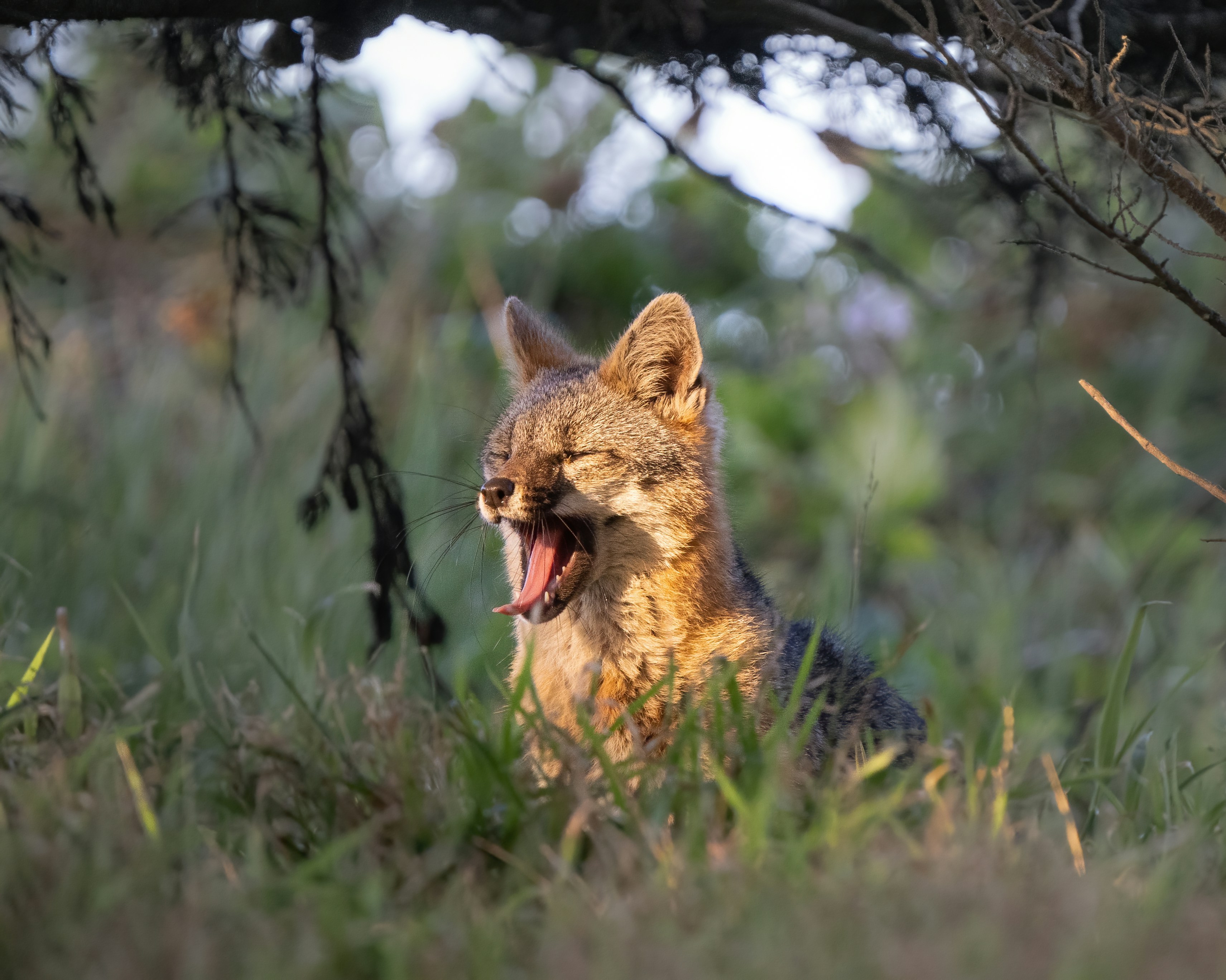 Yawning Fox Kit Beneath the Canopy