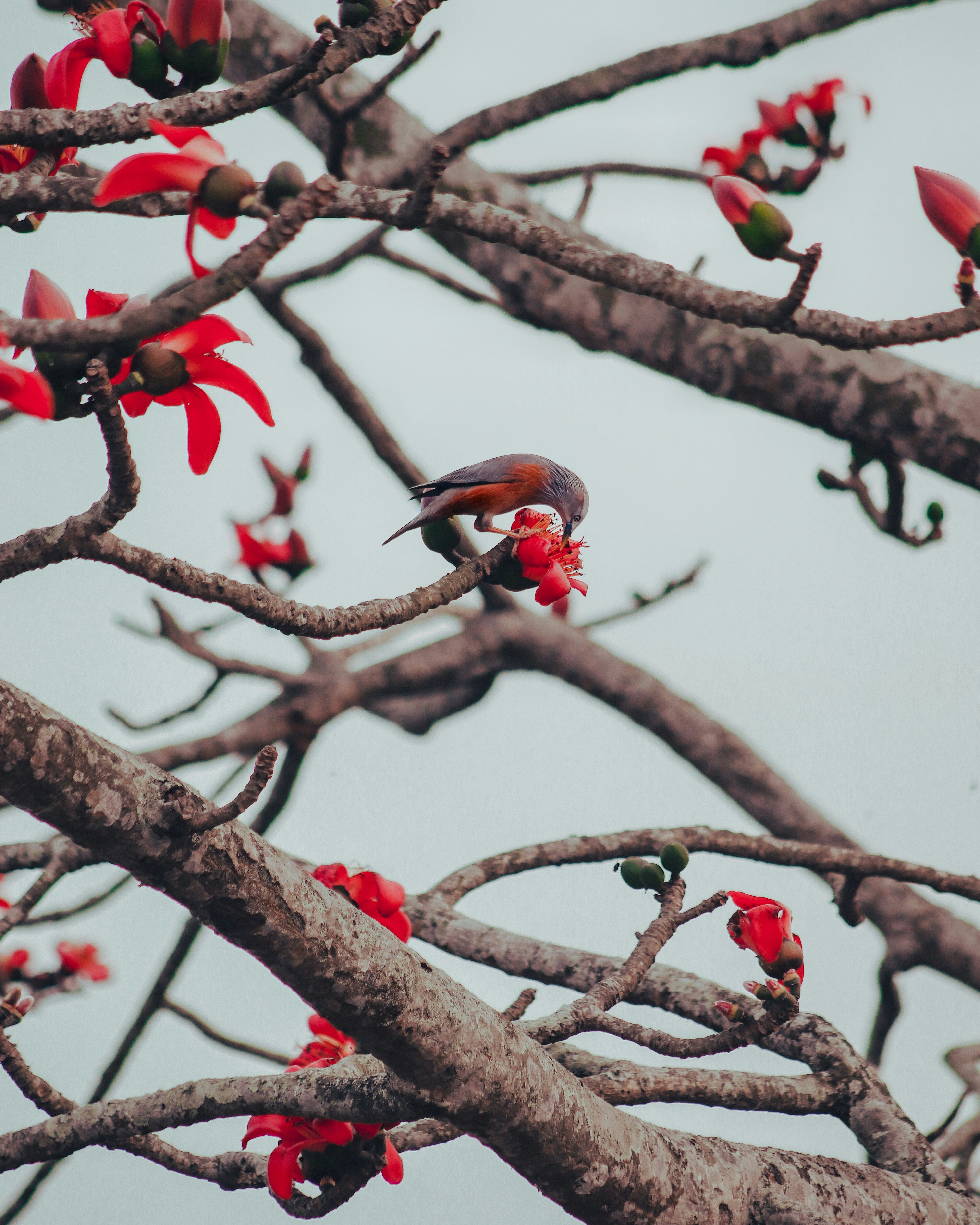 A bird delicately feeding on vibrant red flowers among intricate tree branches, showcasing the beauty of nature in bloom.