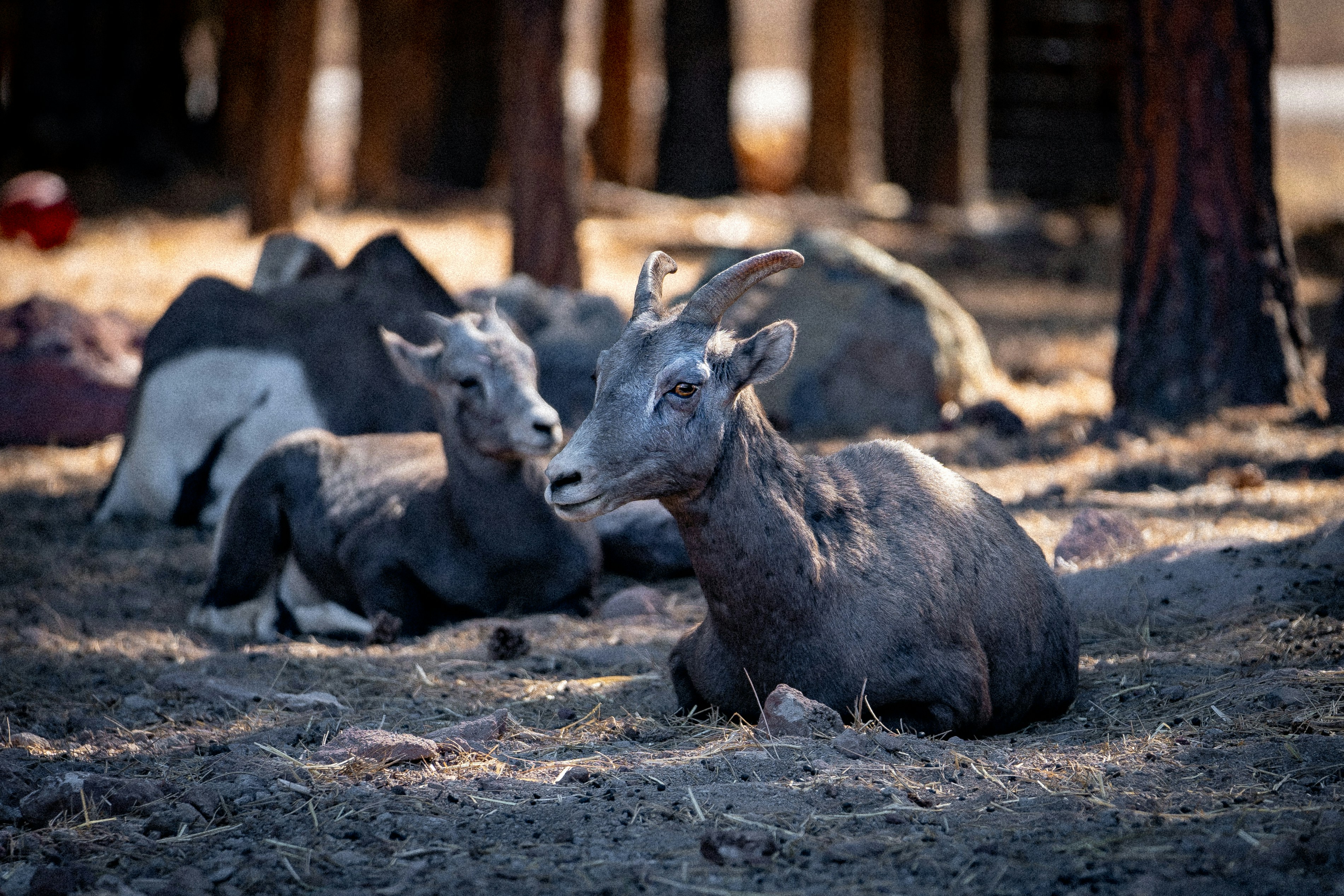 Three gray goats on brown sand during daytime photo – Free Grey Image ...