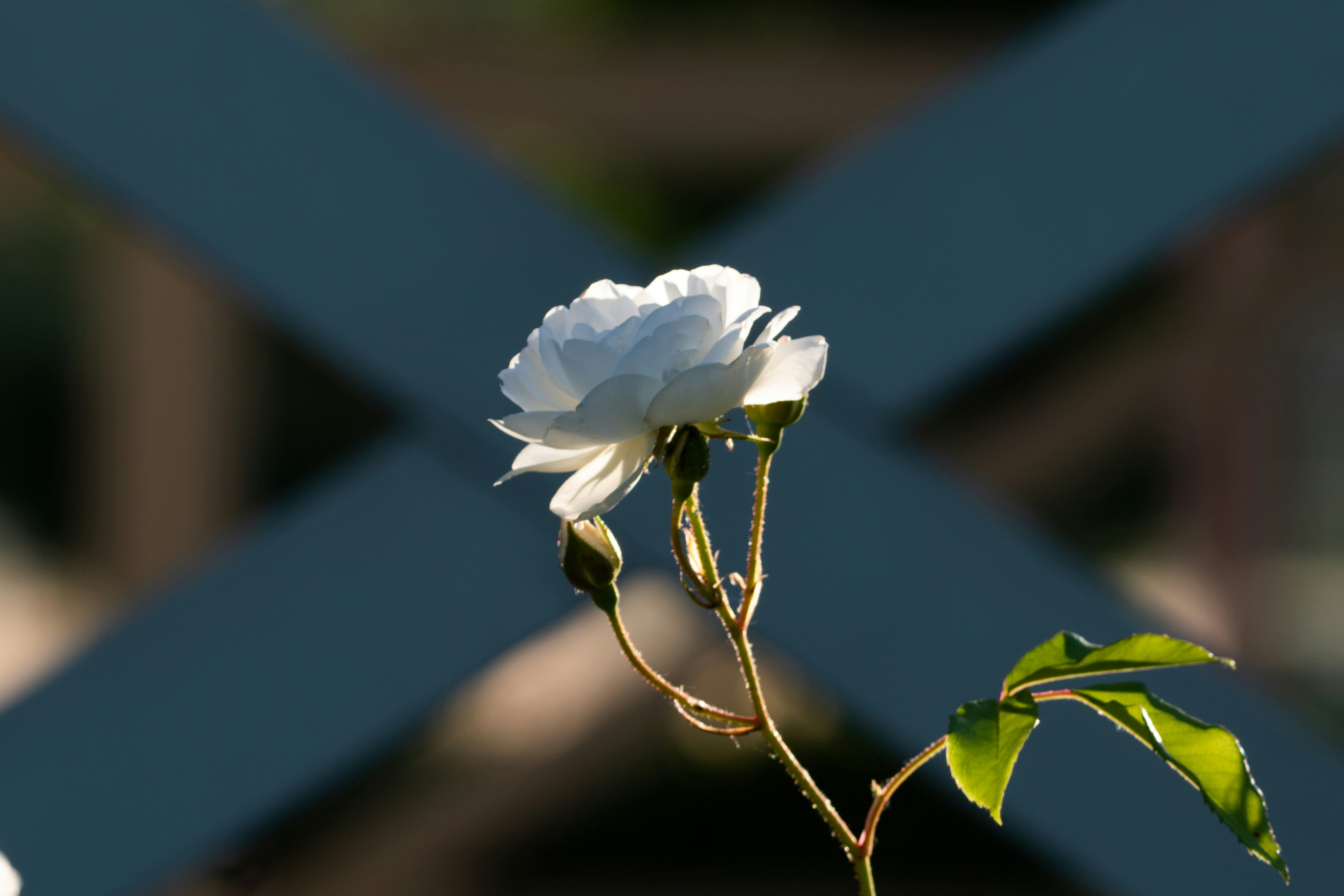 White Rose in Focus Against a Soft Blue X-Lattice Backdrop