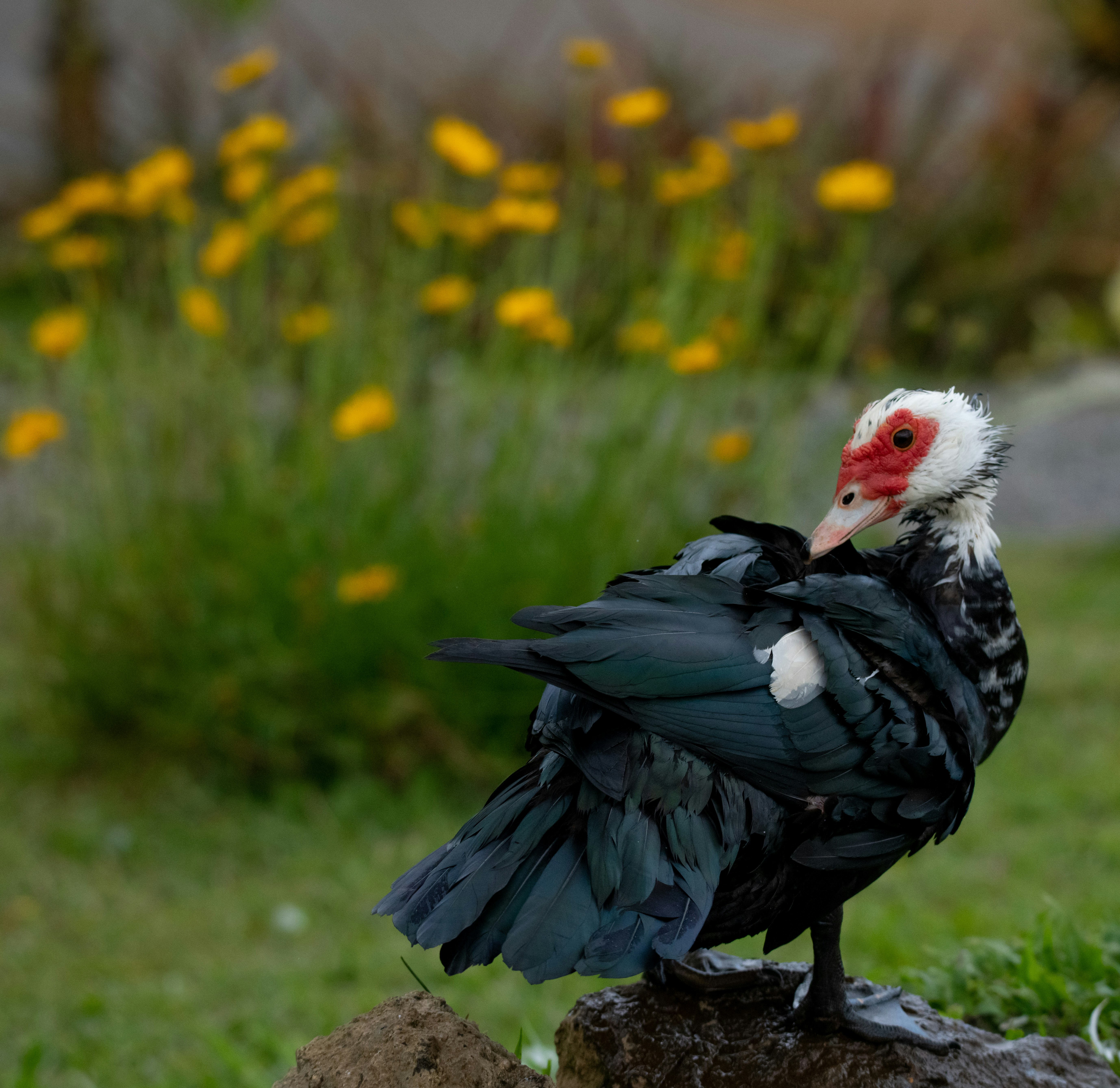 black and white bird on brown rock