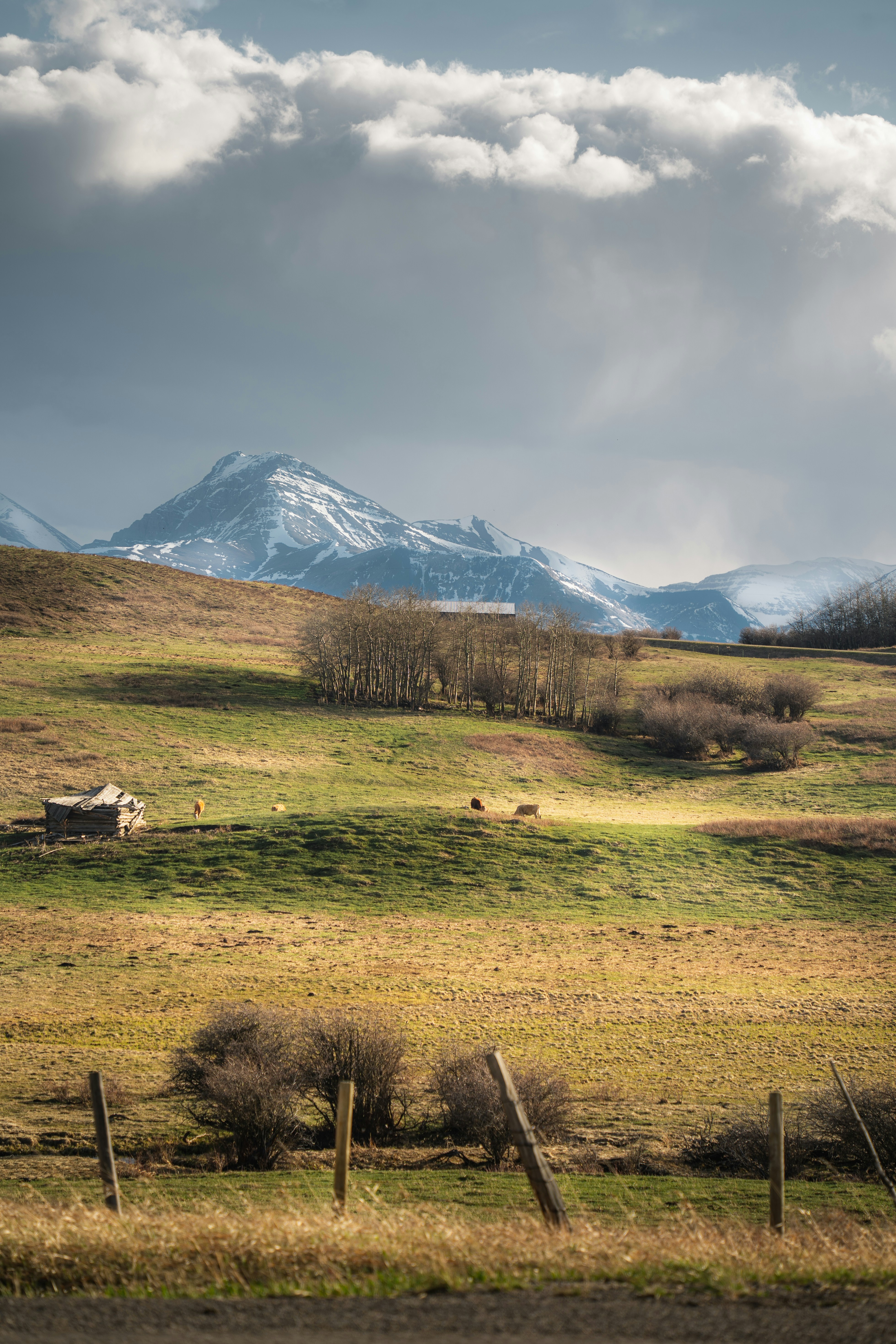 Rolling green hills with grazing cattle under a dramatic sky, framed by snow-capped mountains in the background.