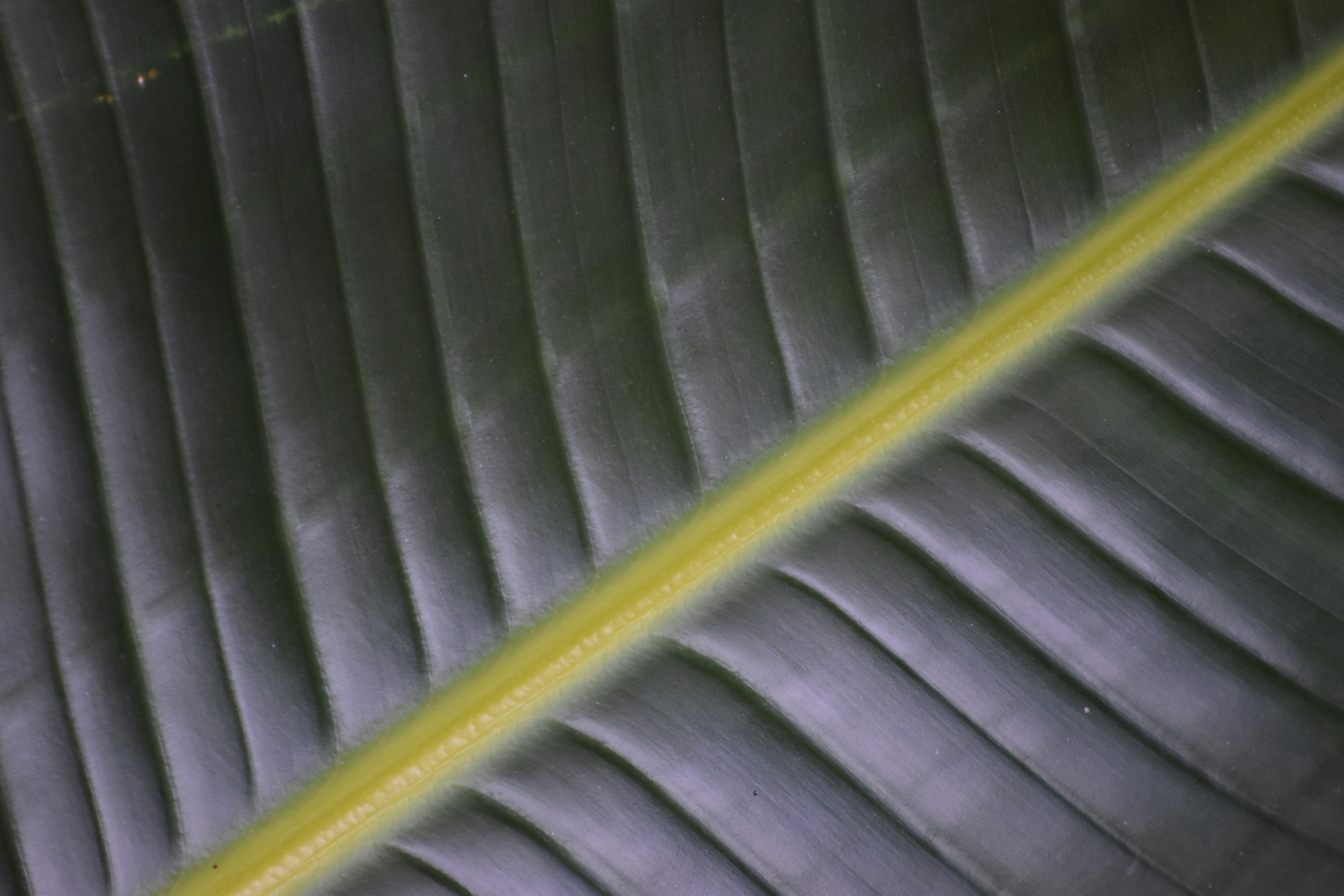 Veins of Life: Nature's Intricate Design