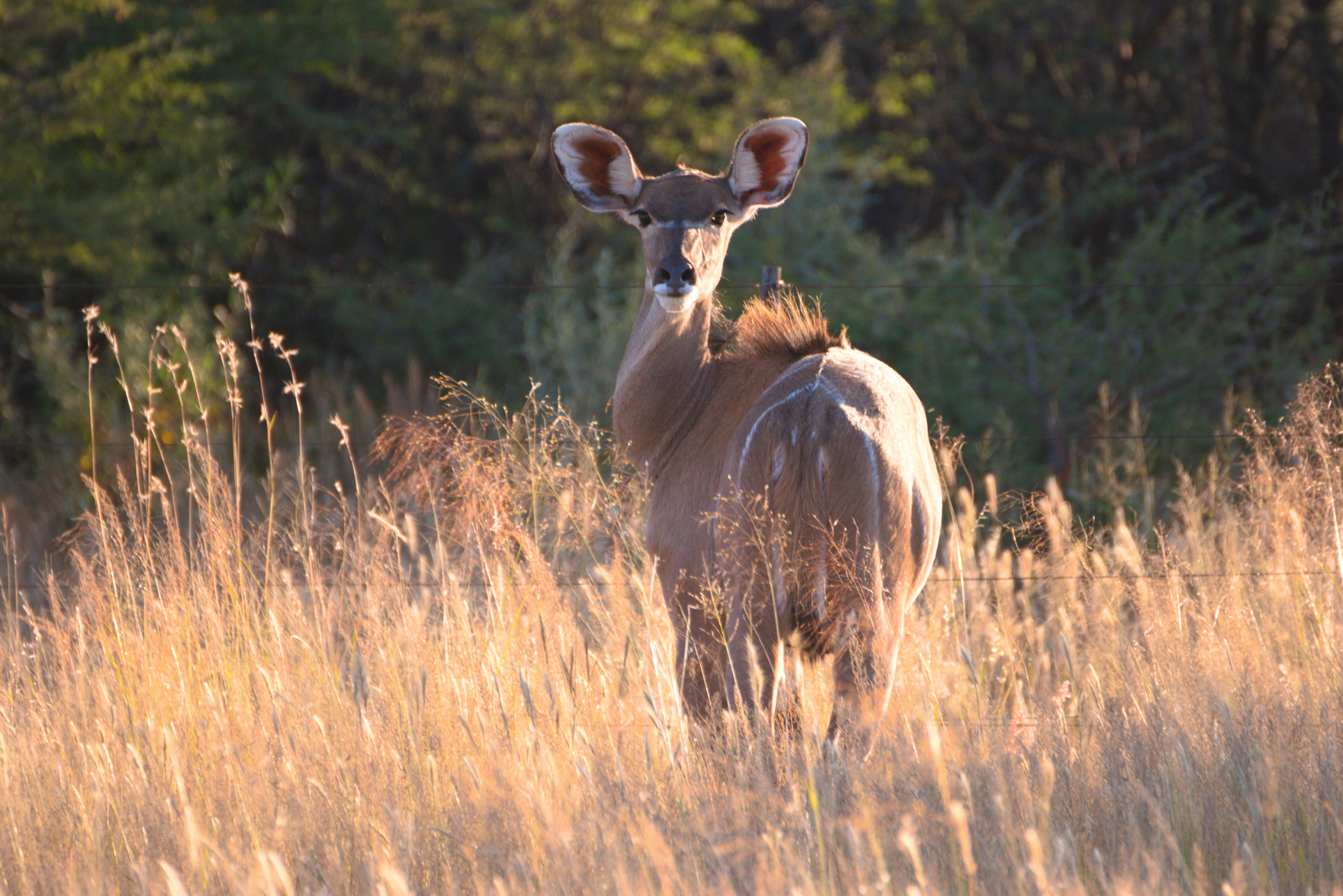 Brown deer on brown grass field during daytime photo – Free Namibia ...