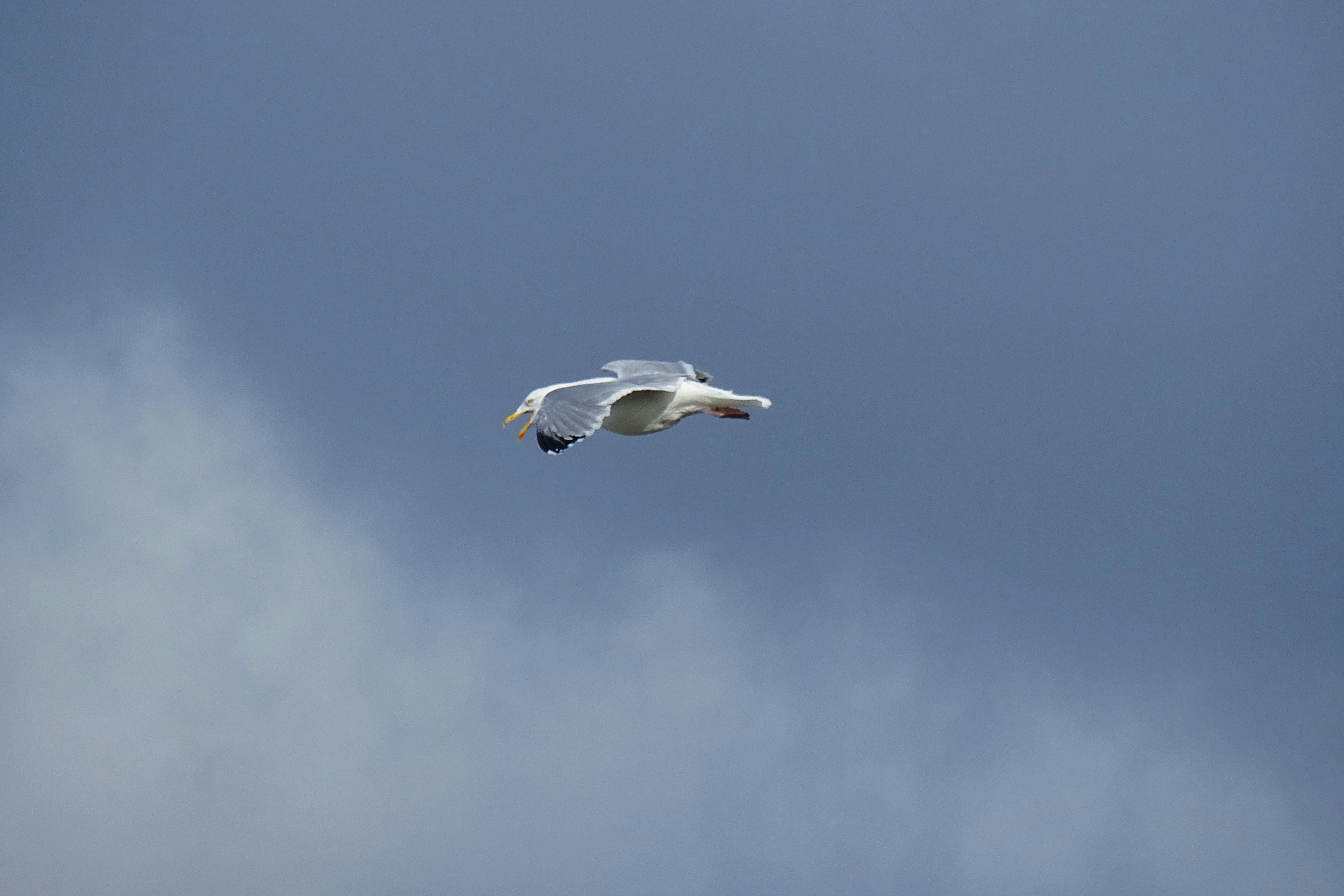 Levitation Photo of a seagull levitating in the sky above.  I love the way they just hover catching the breeze.  | white bird flying under blue sky during daytime