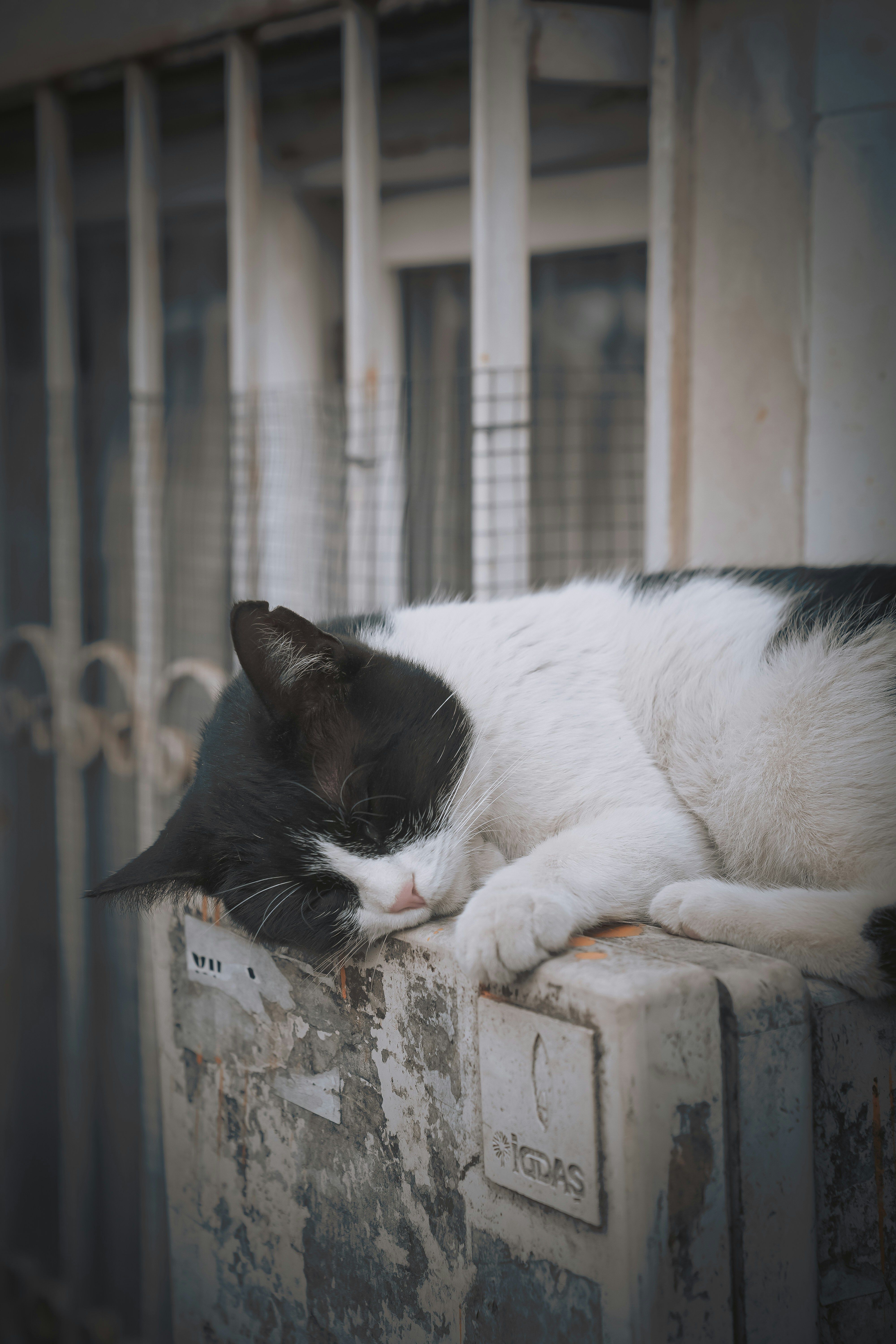 Slumber Between Rails: a Black-and-White Cat on a Weathered Barrier