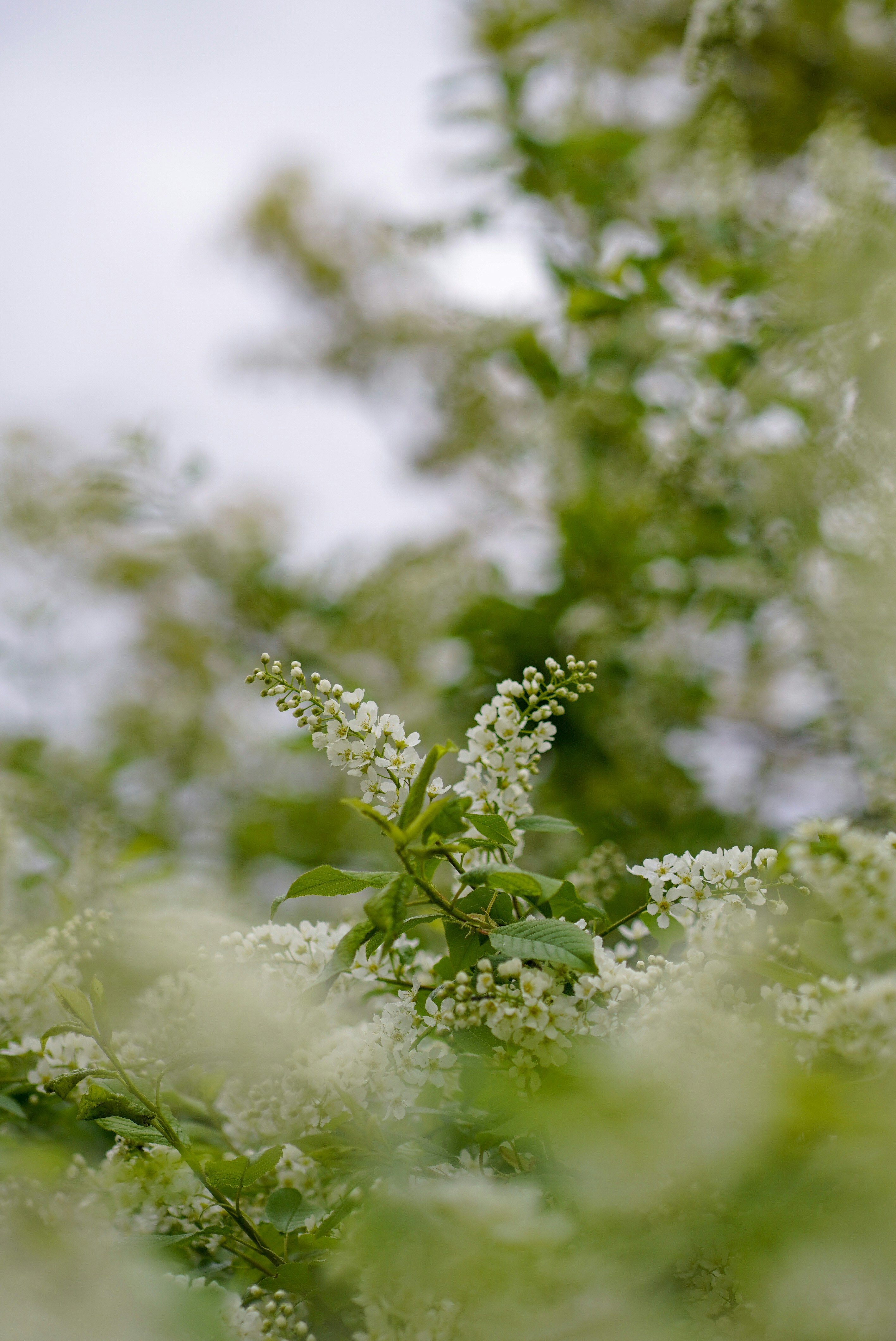 Whispering Blooms in Soft Focus