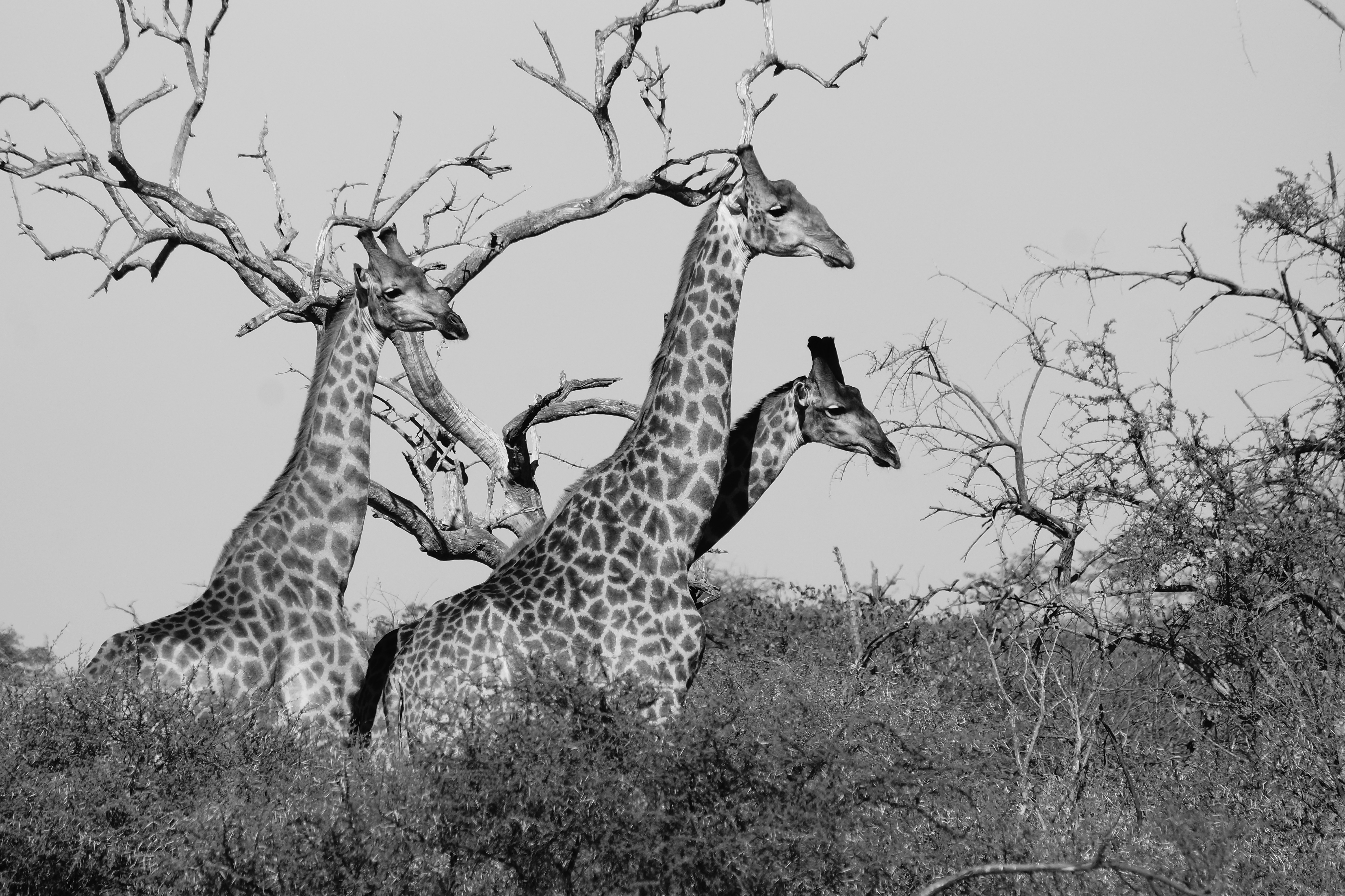 Monochrome Giraffes: A Quiet Savannah Portrait