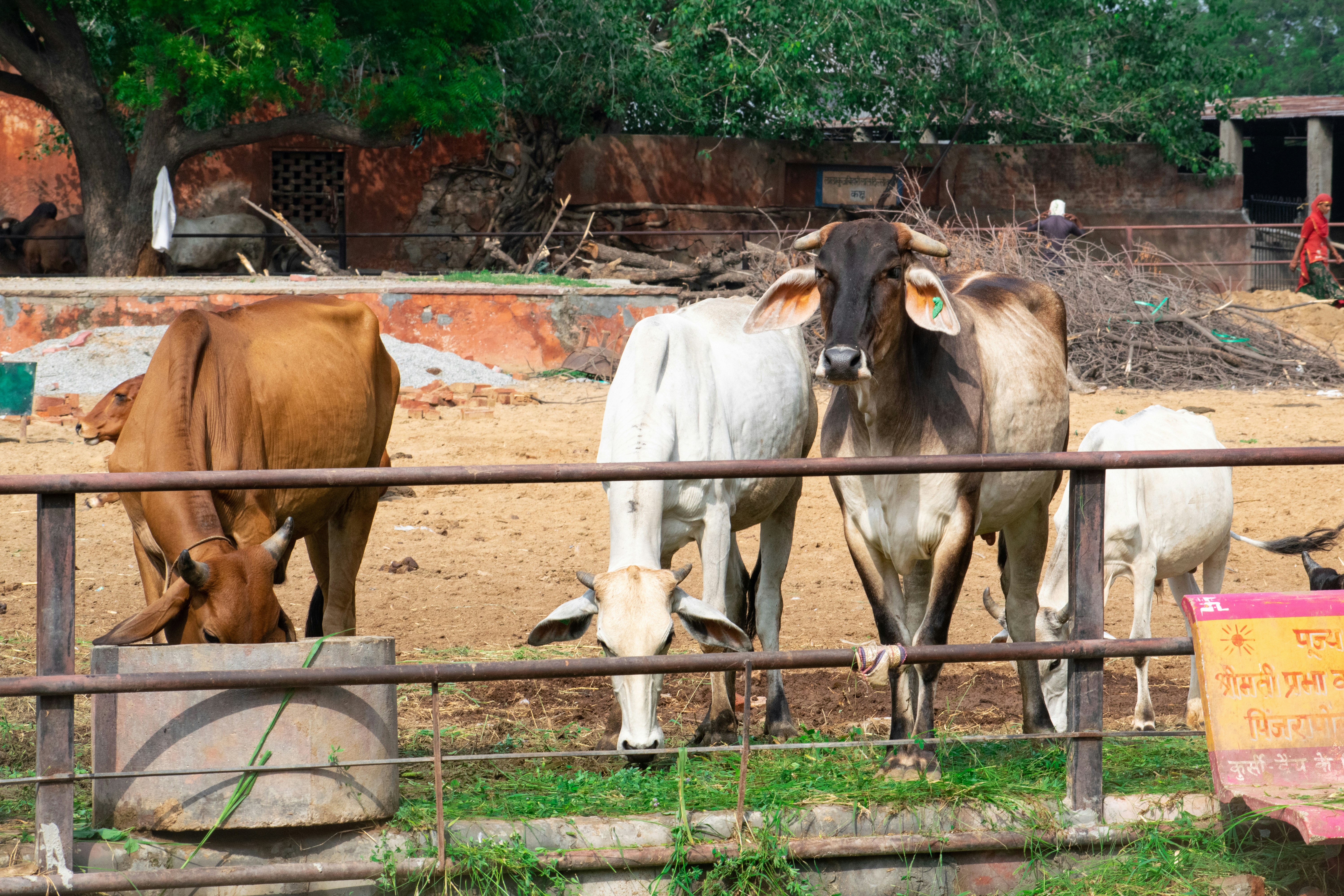 Indian Cows Collection | 5 best free cow, animal, cattle and mammal ...