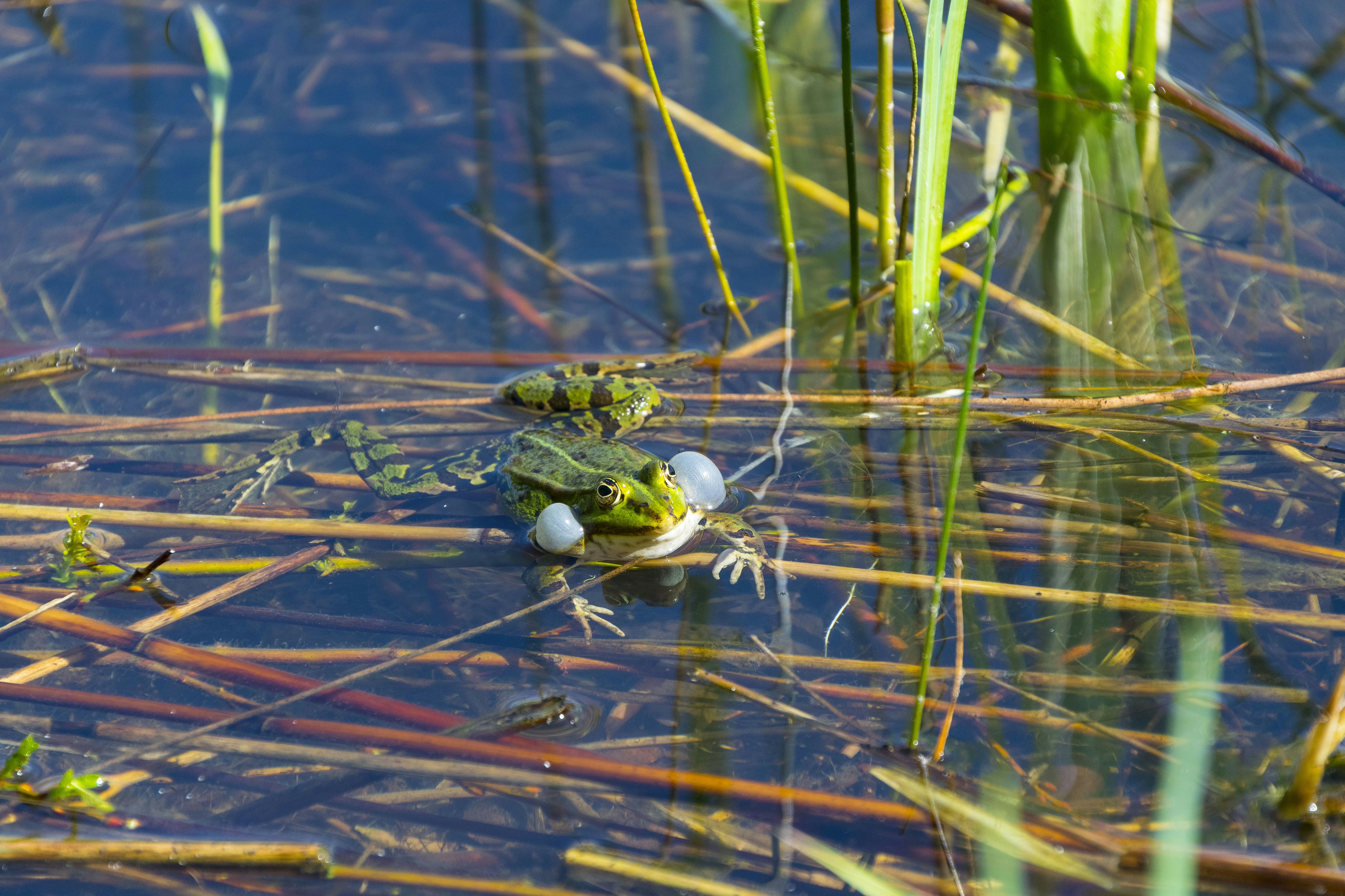 A vibrant green frog with inflated vocal sacs floats on the water's surface amidst reeds and submerged vegetation.
