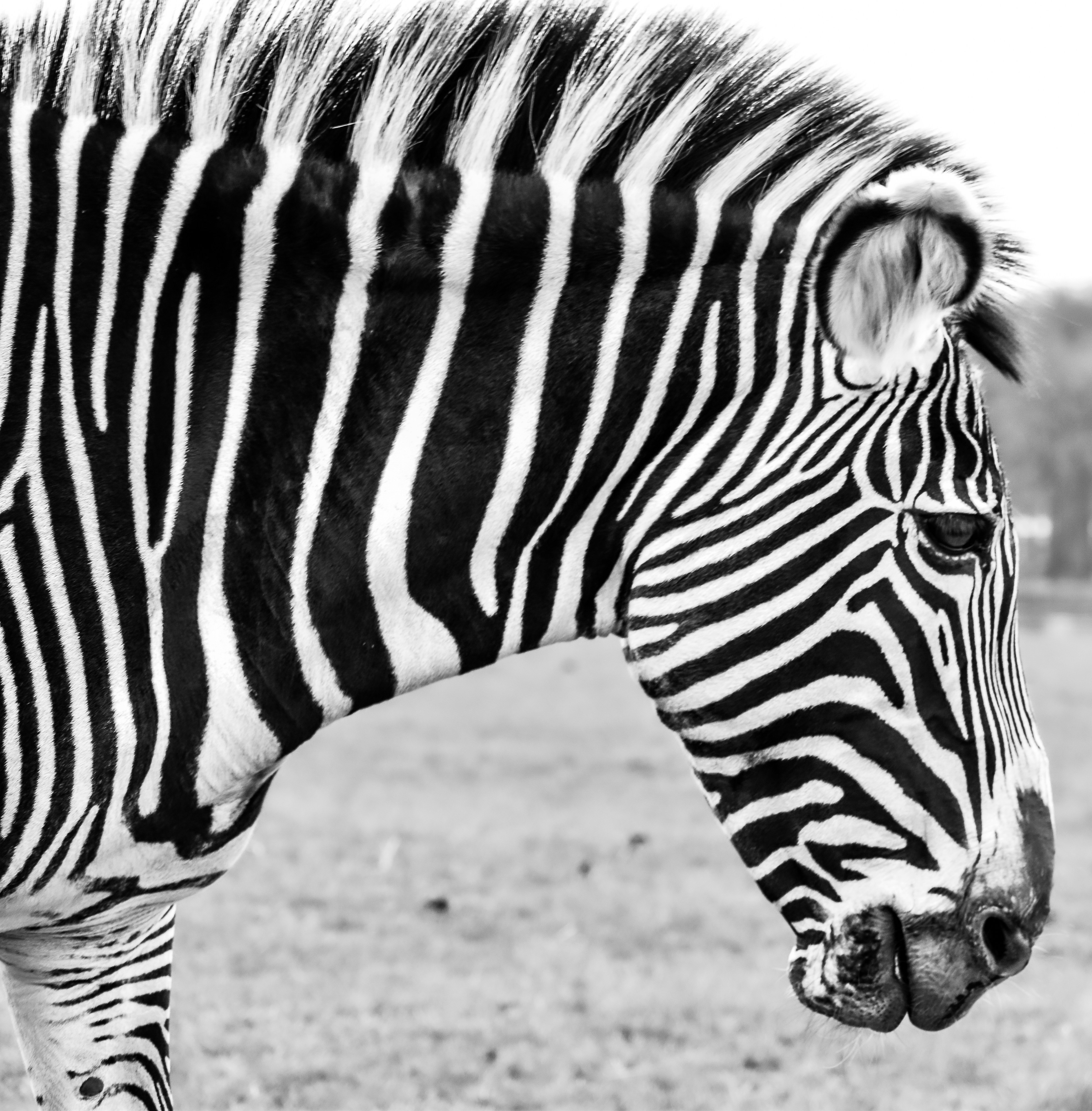 Stripe Portrait: Zebra in Quiet Focus