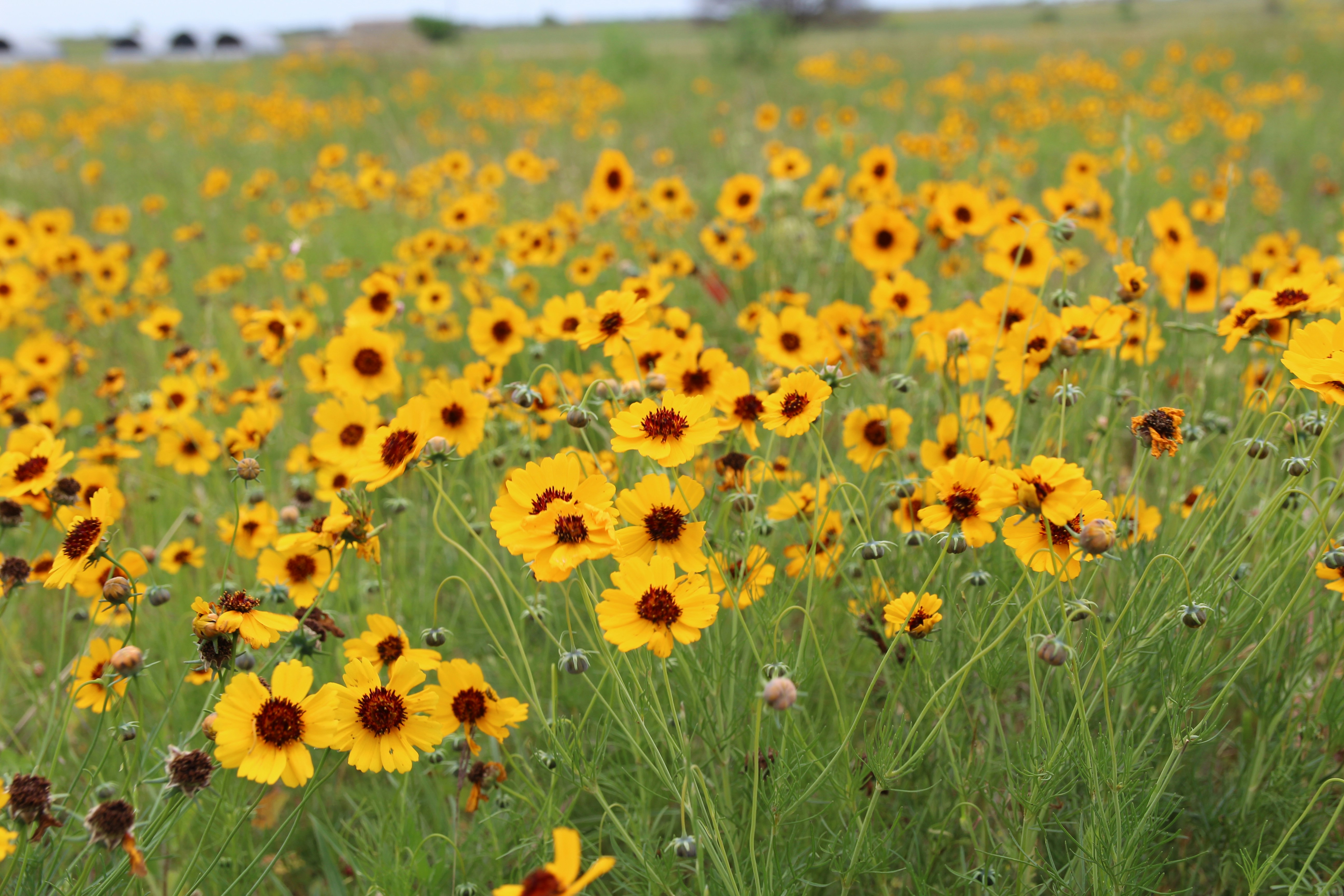 Wildflowers...
If you use this pic, please tag me @Natilyn_Hx 😊