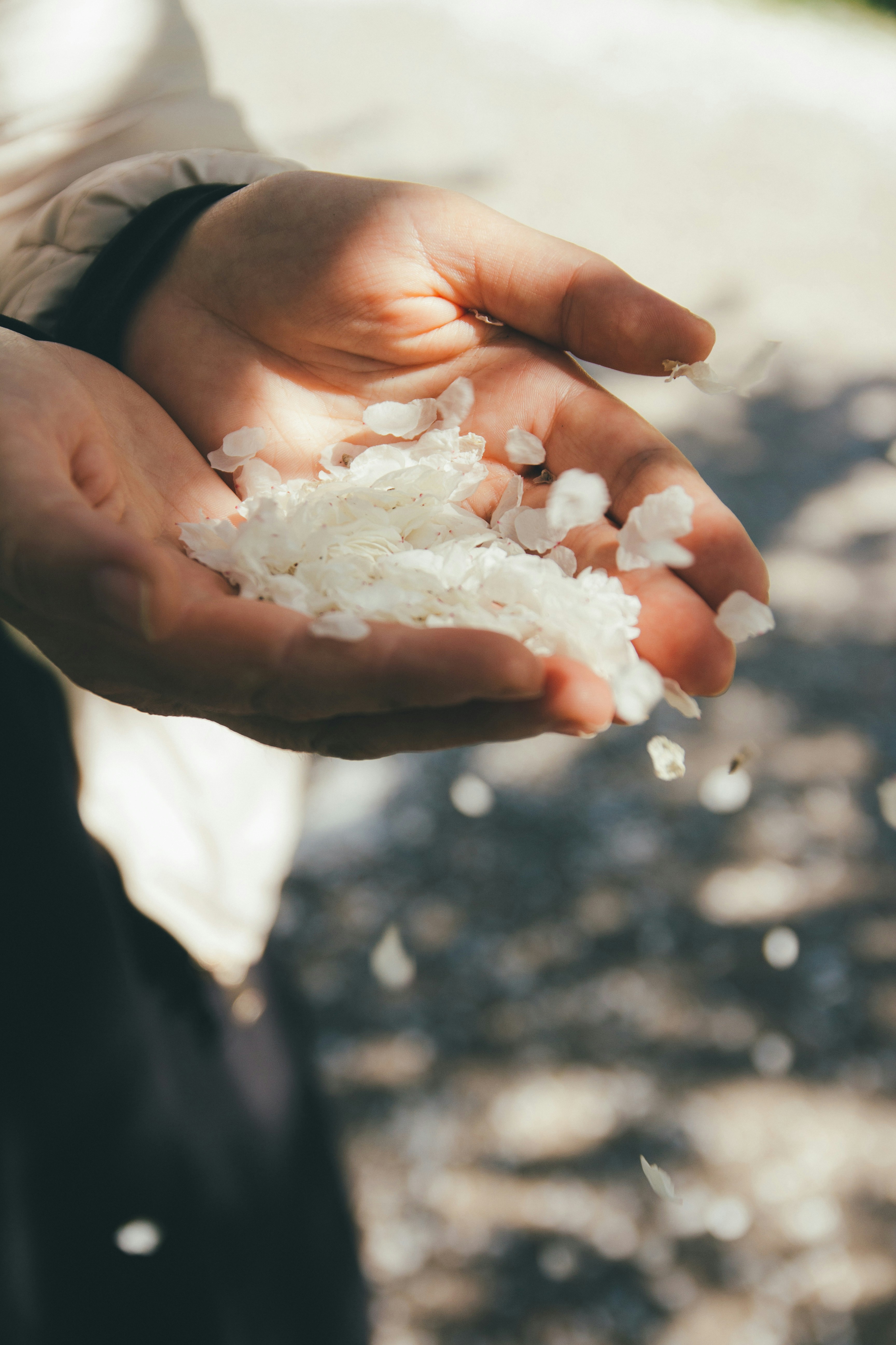 Hands cradling a handful of white petals, with some drifting away in a gentle breeze.