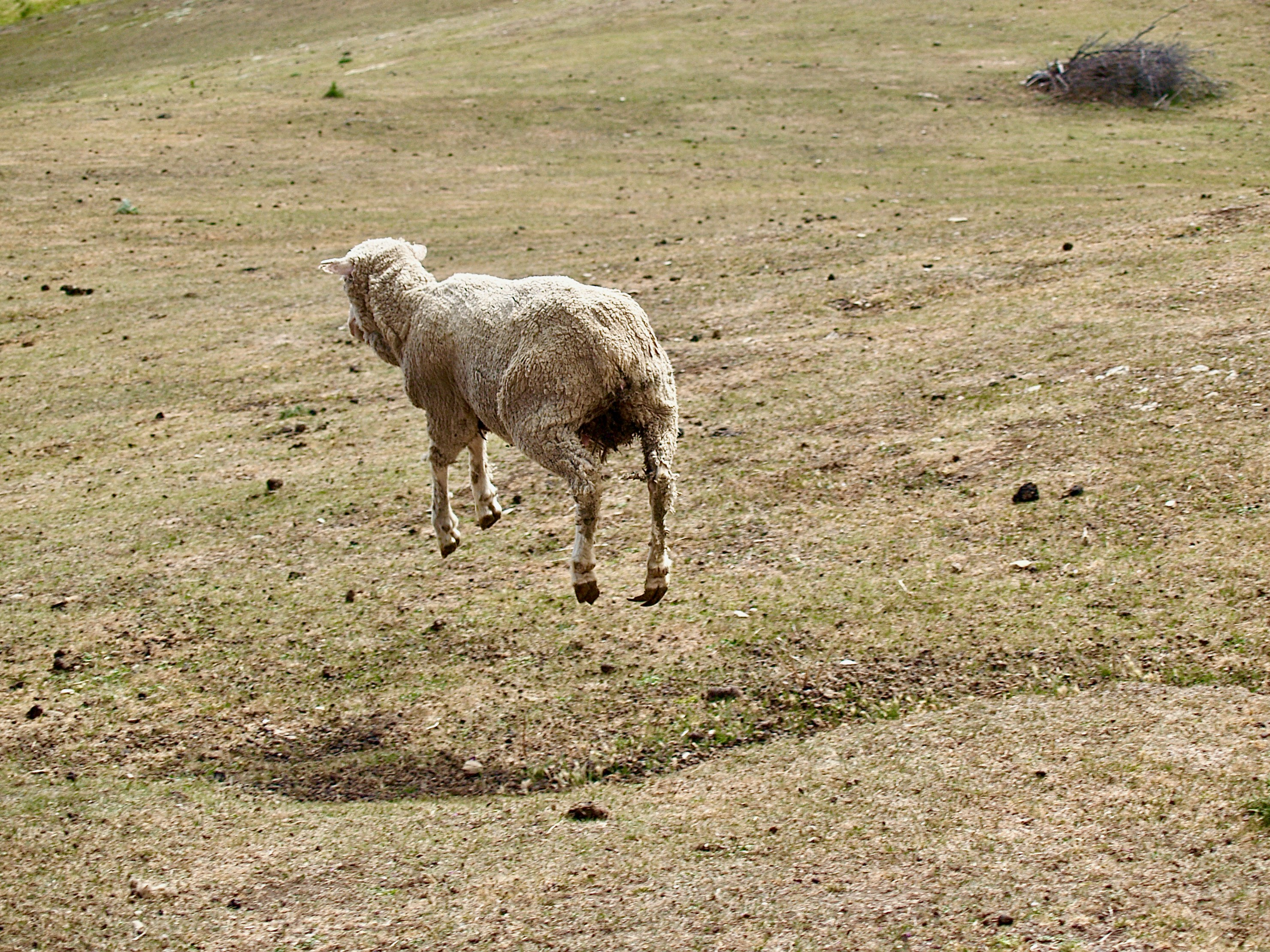 A lone sheep moves across a sparse grassland, captured in mid-stride with a distant shrub in the background.