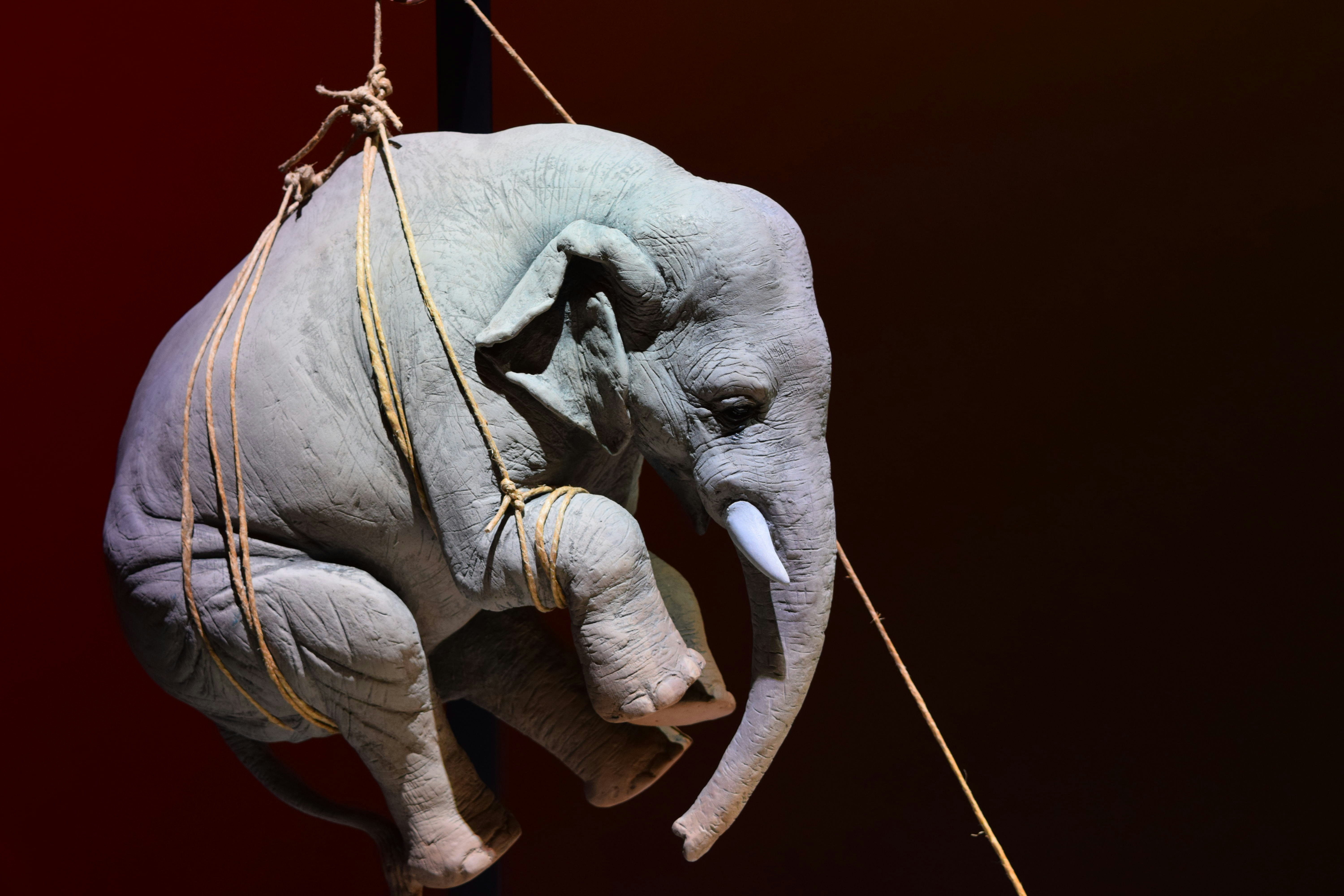 Suspended Ivory Echo: A Quiet Portrait of a Trapped Elephant