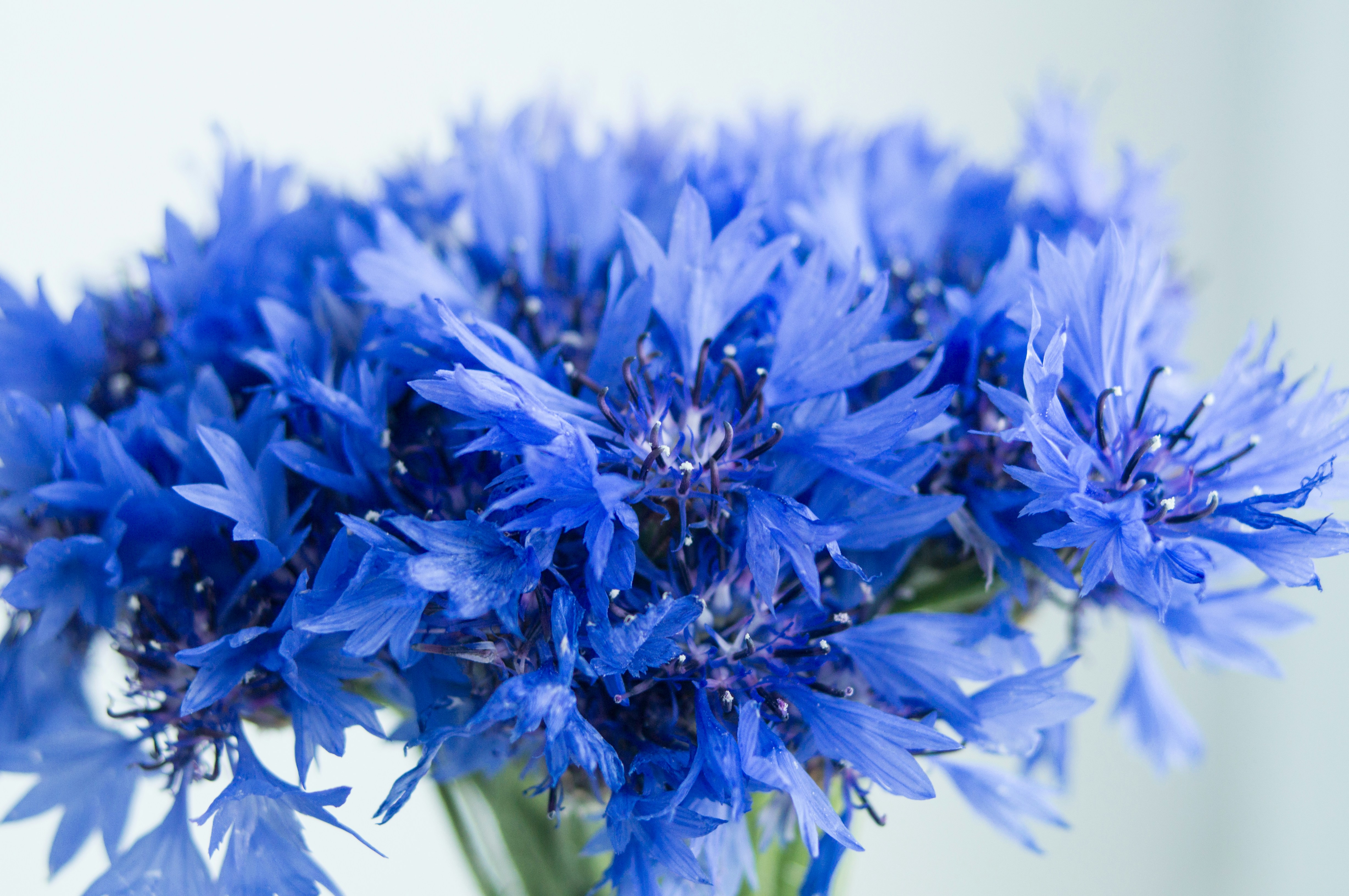 Vibrant blue cornflowers arranged in a bouquet, showcasing intricate petal details against a soft background.