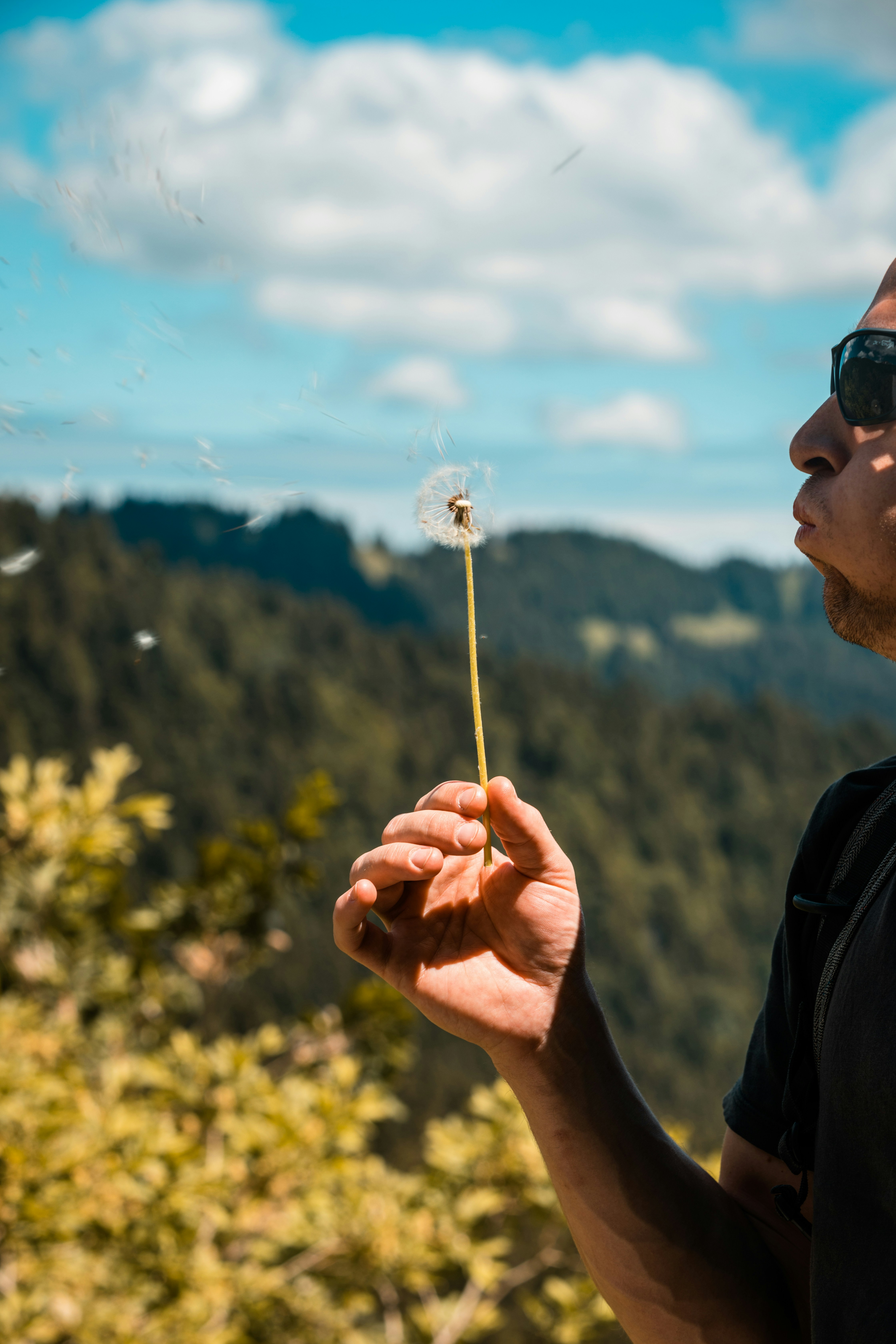 Whispers of the Wind: A Dandelion's Journey