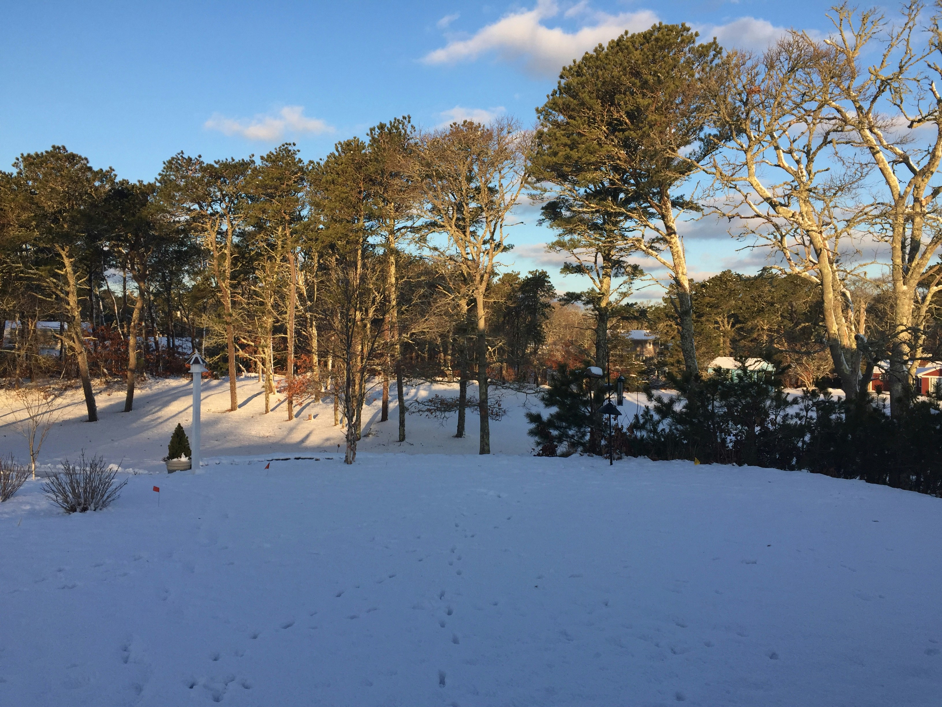 Winter's Tranquil Canopy