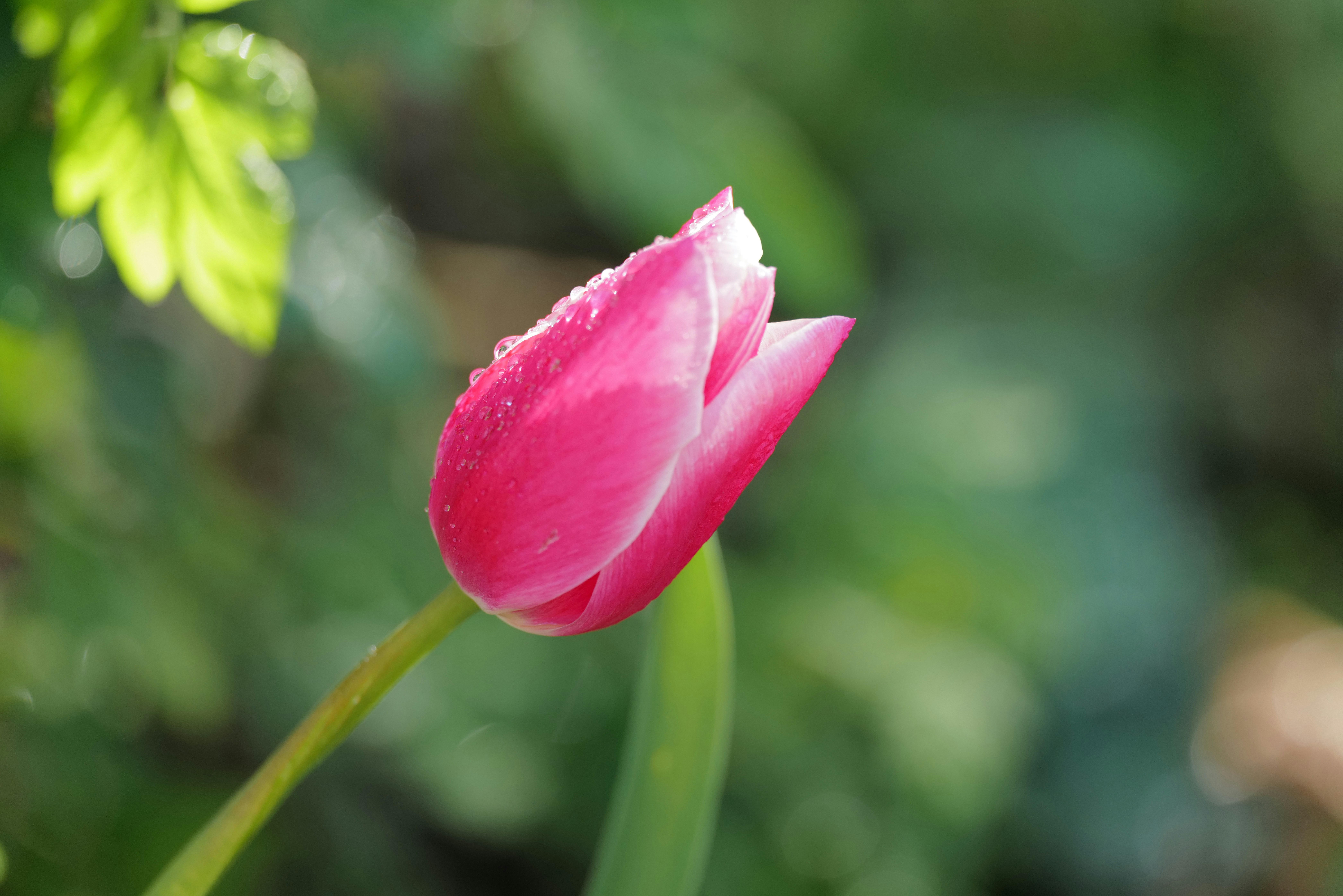 Delicate pink tulip with droplets of water, surrounded by lush green foliage. A symbol of renewal and beauty.