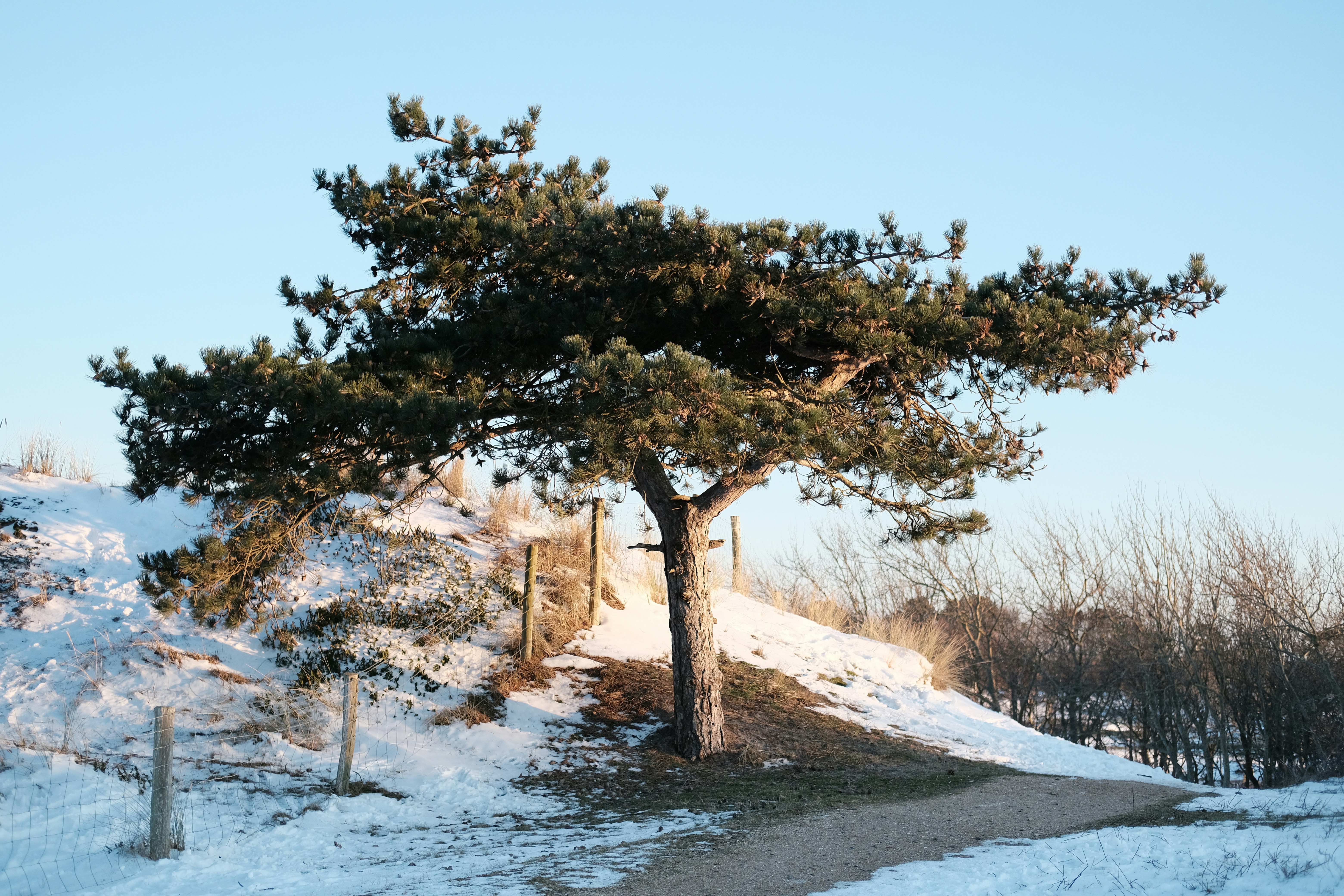 Solitary tree stands amidst snow-covered dunes under a clear blue sky.