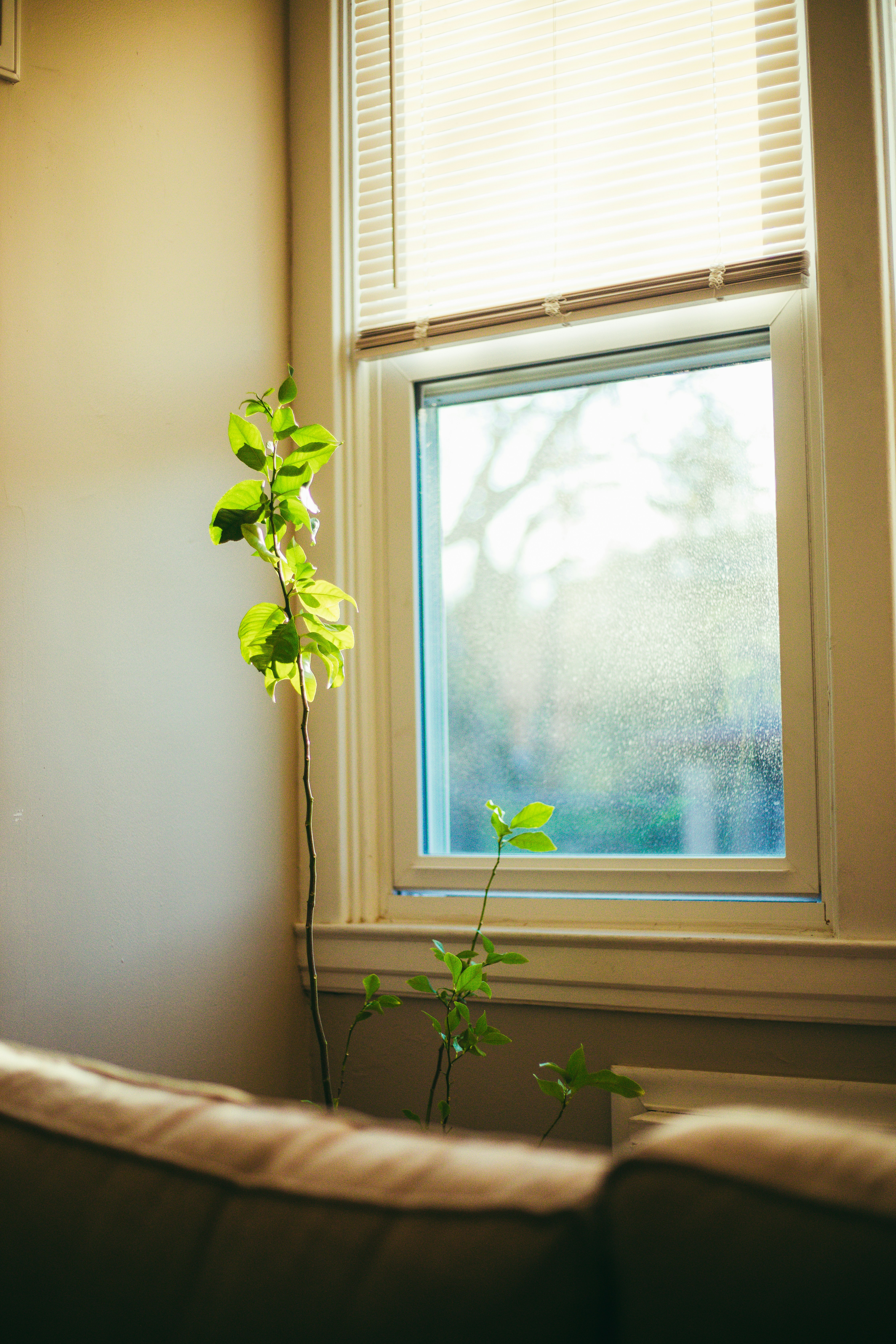 A slender plant reaches towards a sunlit window, highlighting the interplay of natural light and indoor tranquility.
