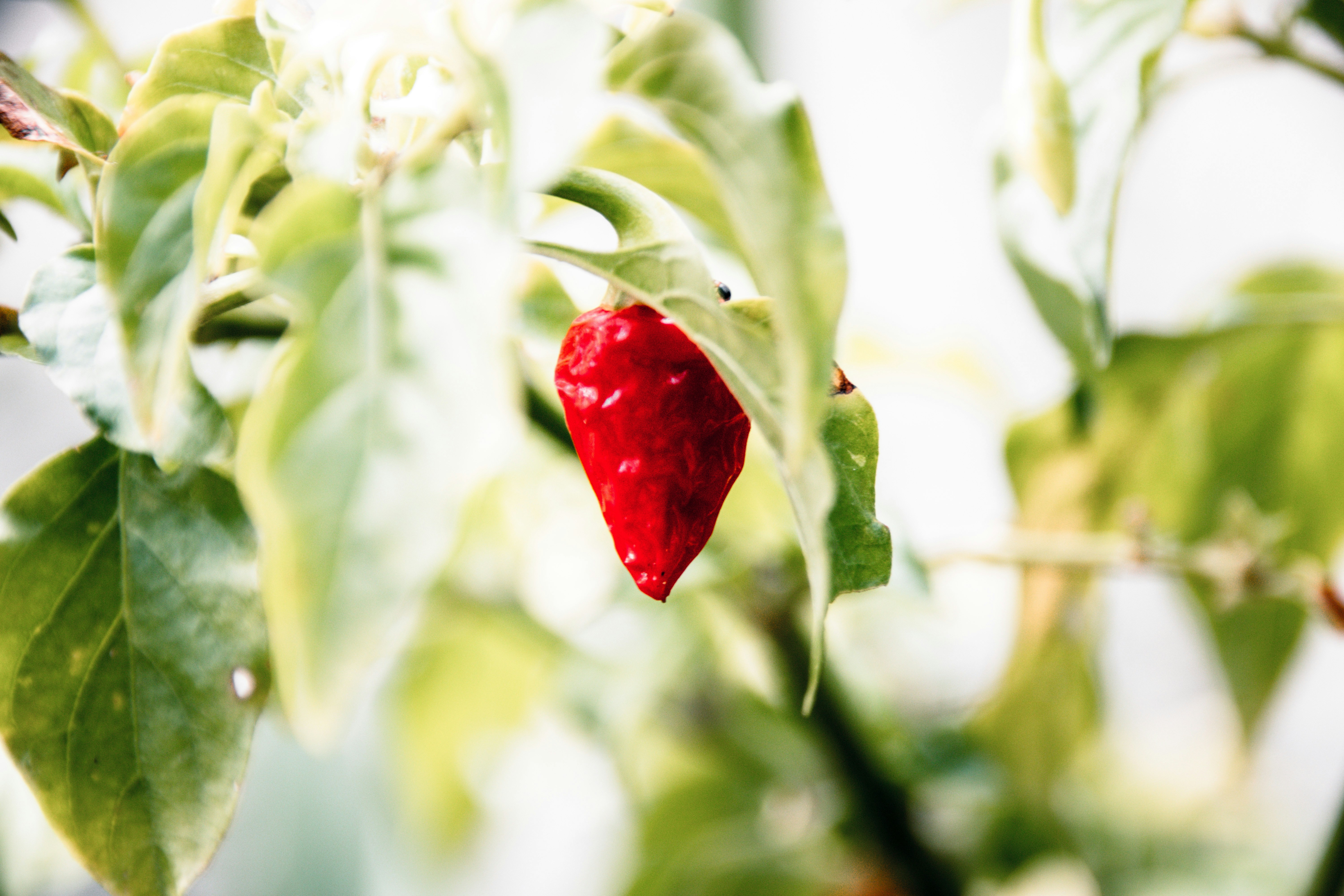 Single Red Berry Amid Green Leaves