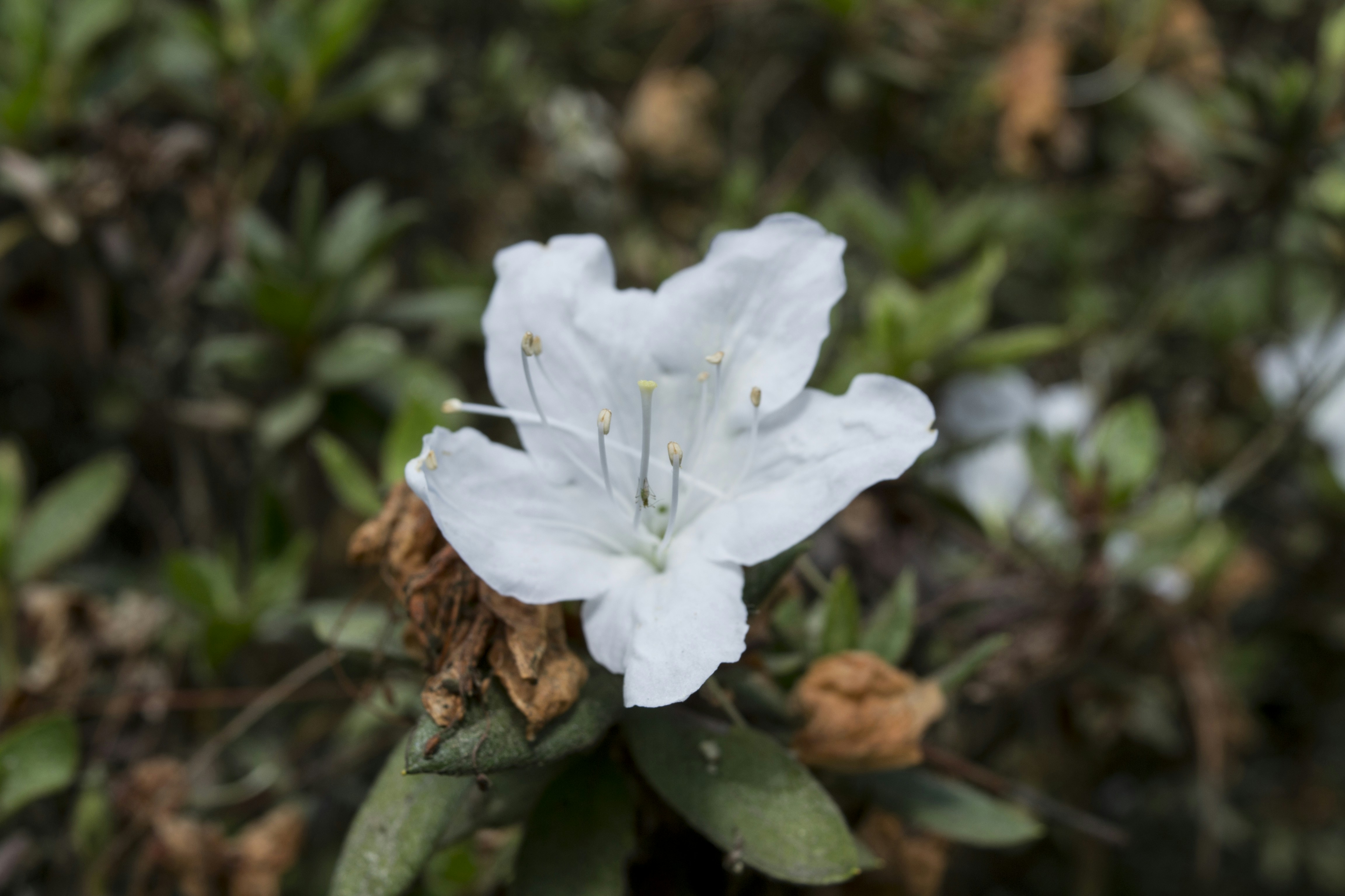 Whispers of Spring: The Resilient Bloom