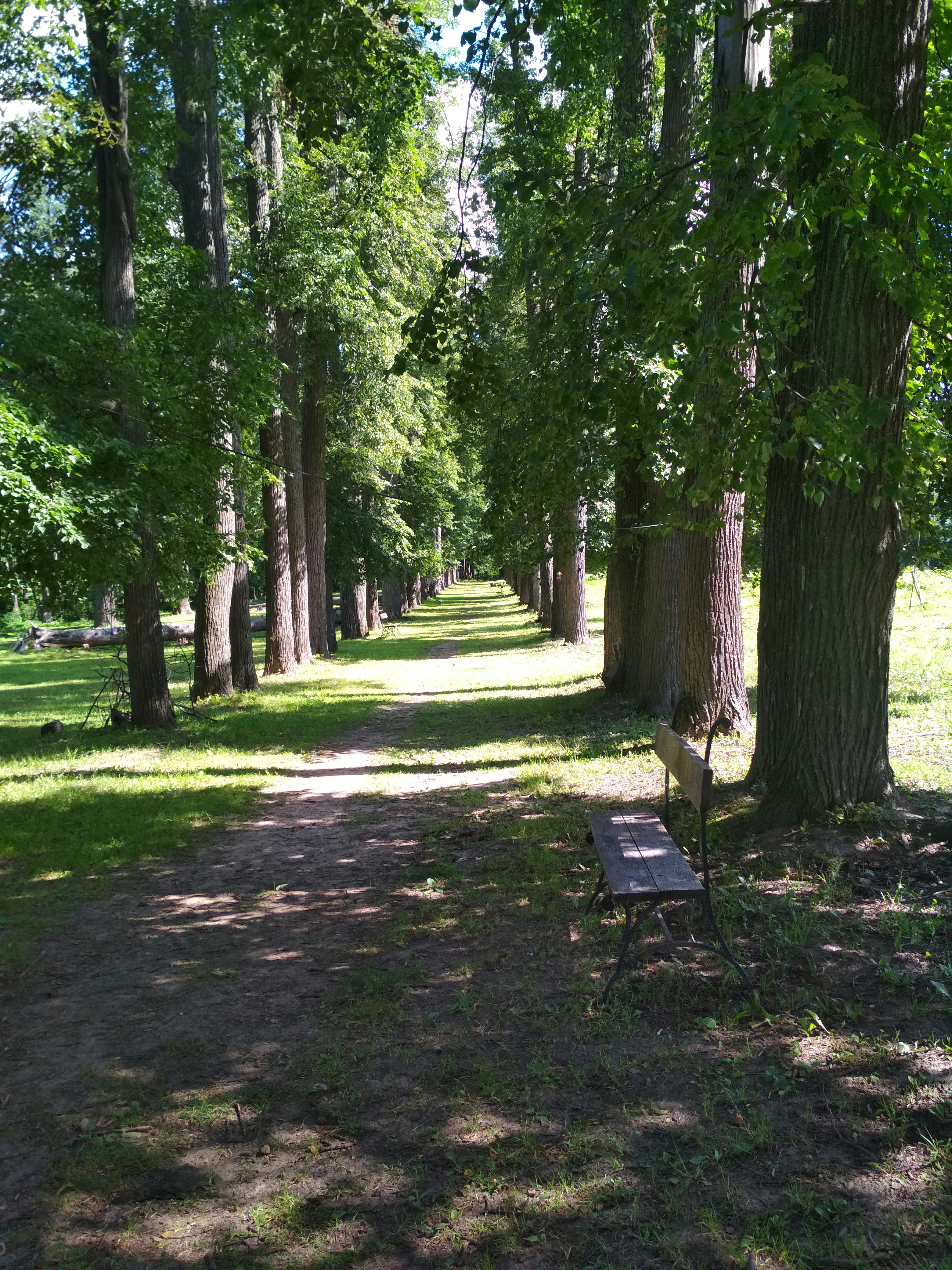 Sunlit path through a tree-lined park extends toward a distant vanishing point, with a weathered bench on the right.