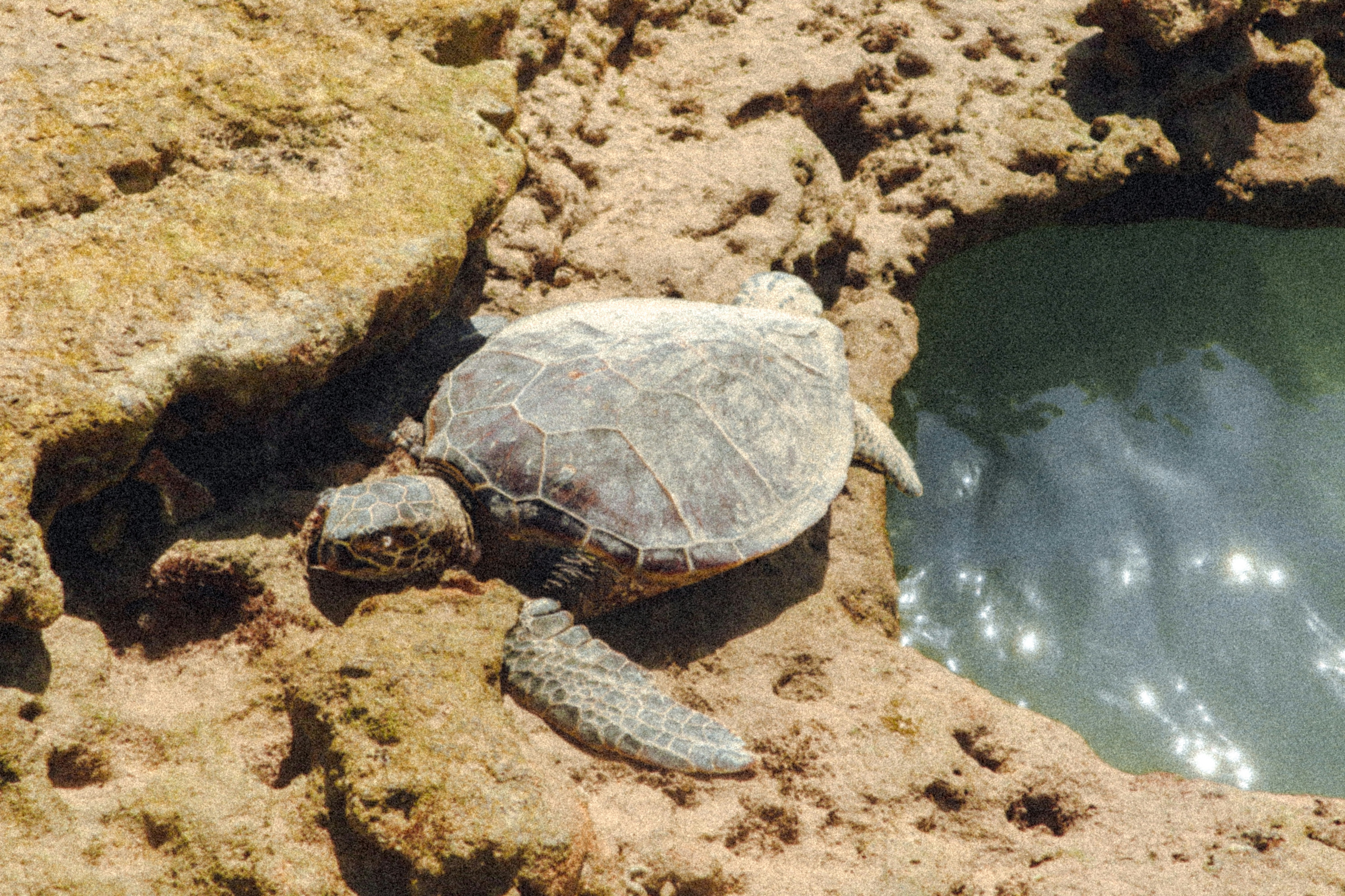 Tide Pool Serenity: A Turtle's Rest