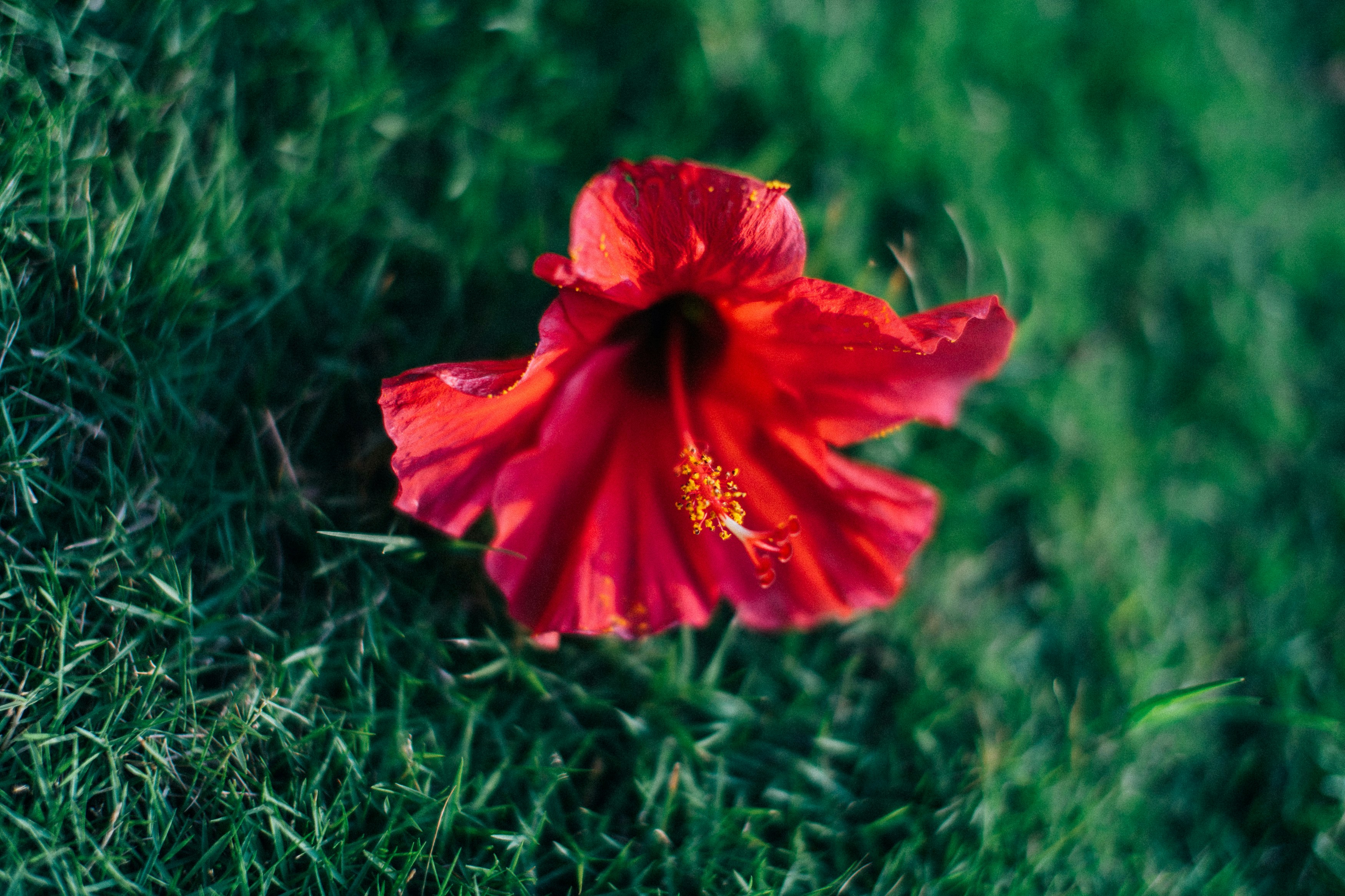 Duality Pictures | Download Free Images on Unsplash