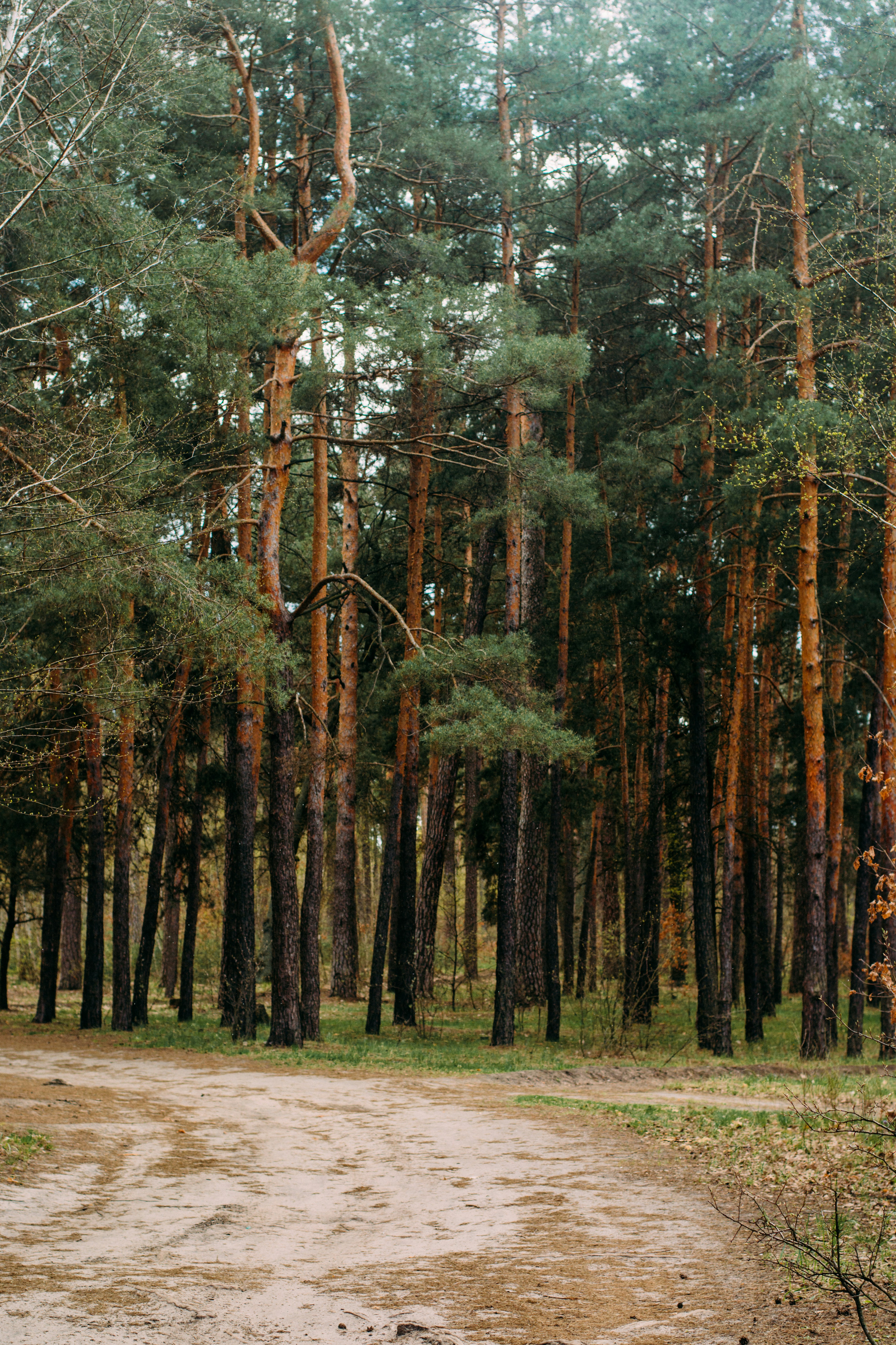 Tall pine trees stand majestically along a winding dirt path, creating a serene woodland atmosphere.