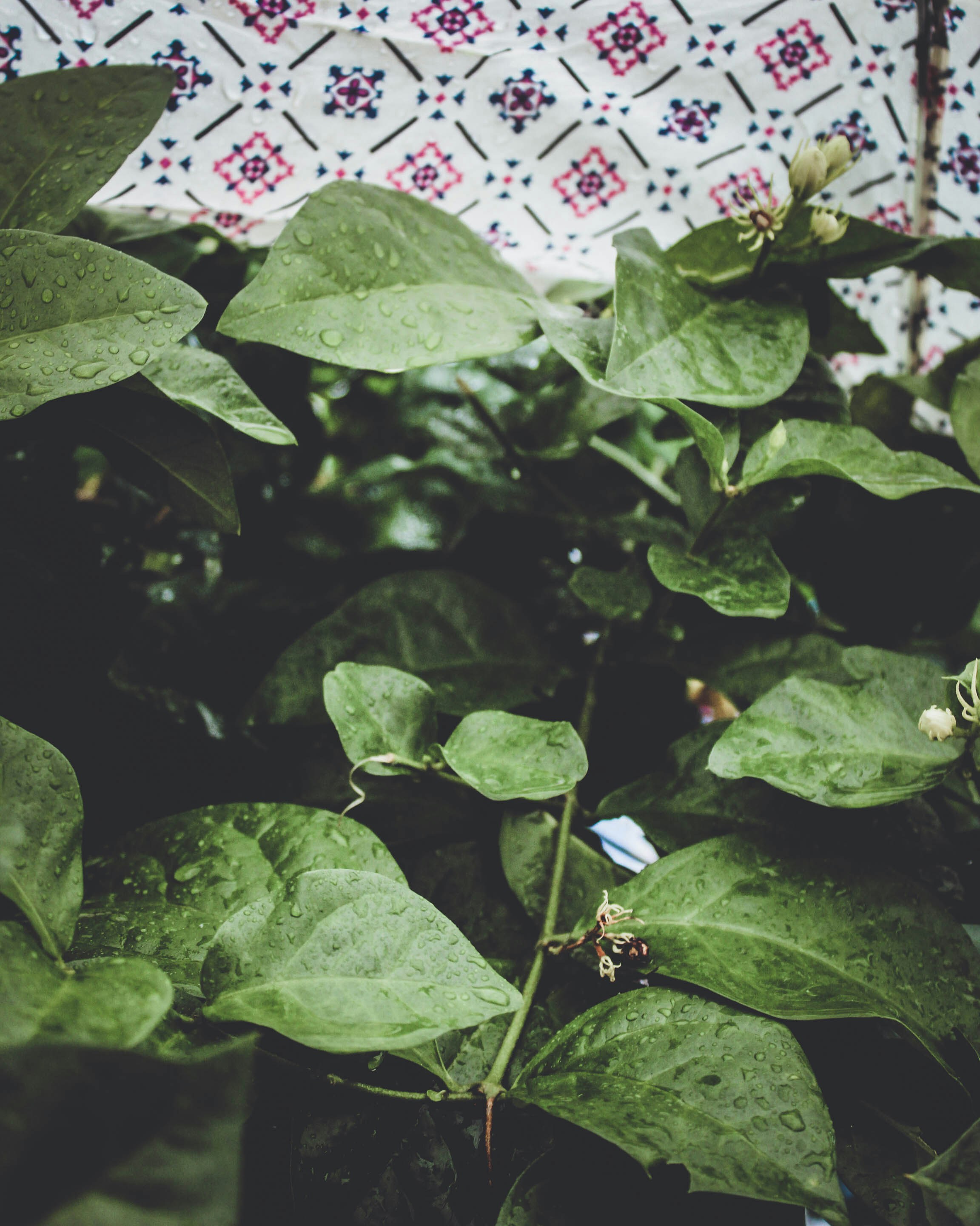 Emerald Leaves After Rain Beneath Ornamental Tiles