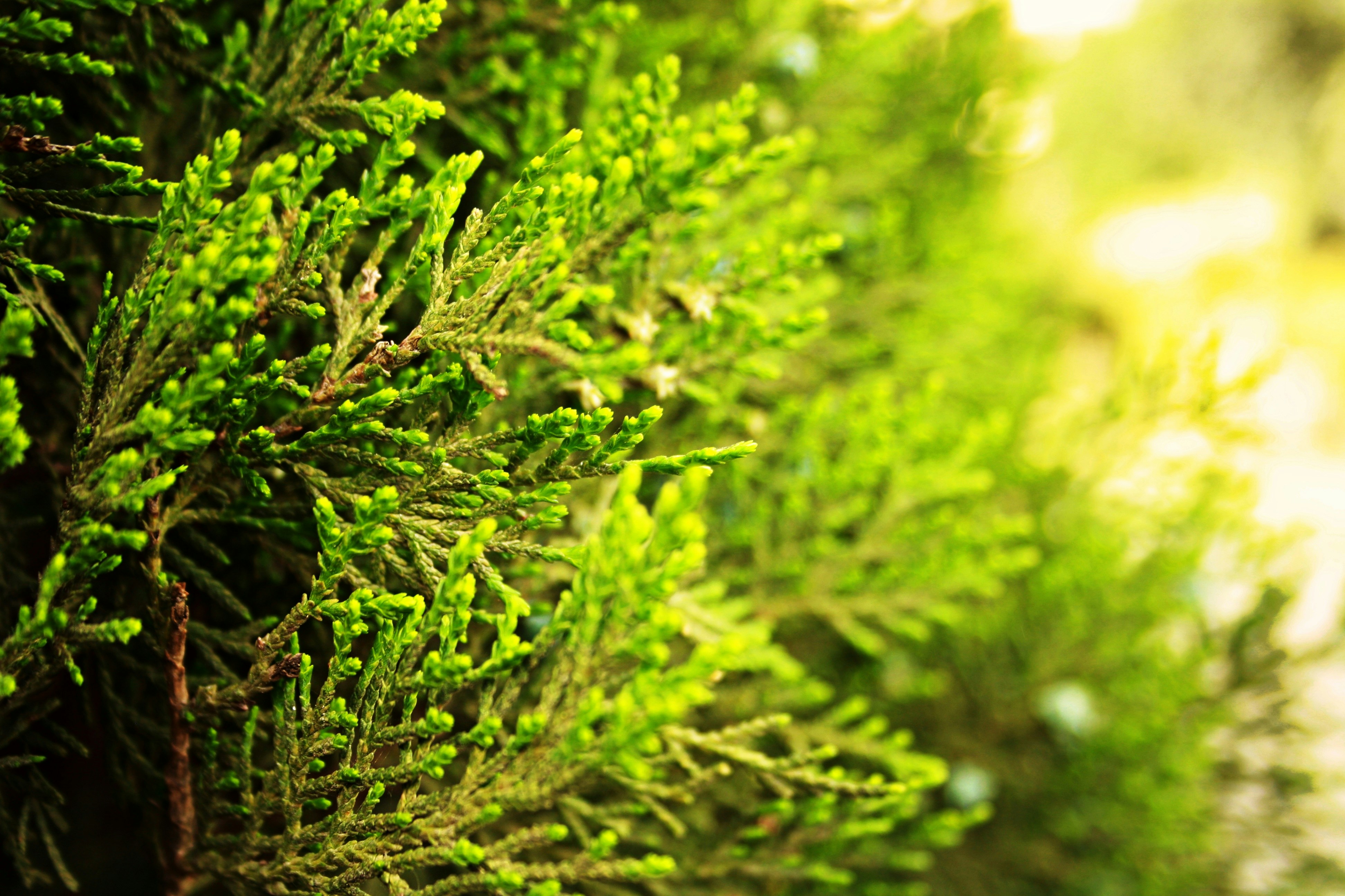 Close-up of vibrant green foliage showcasing intricate leaf structures and textures. The focus highlights the lush detail of the plant life.