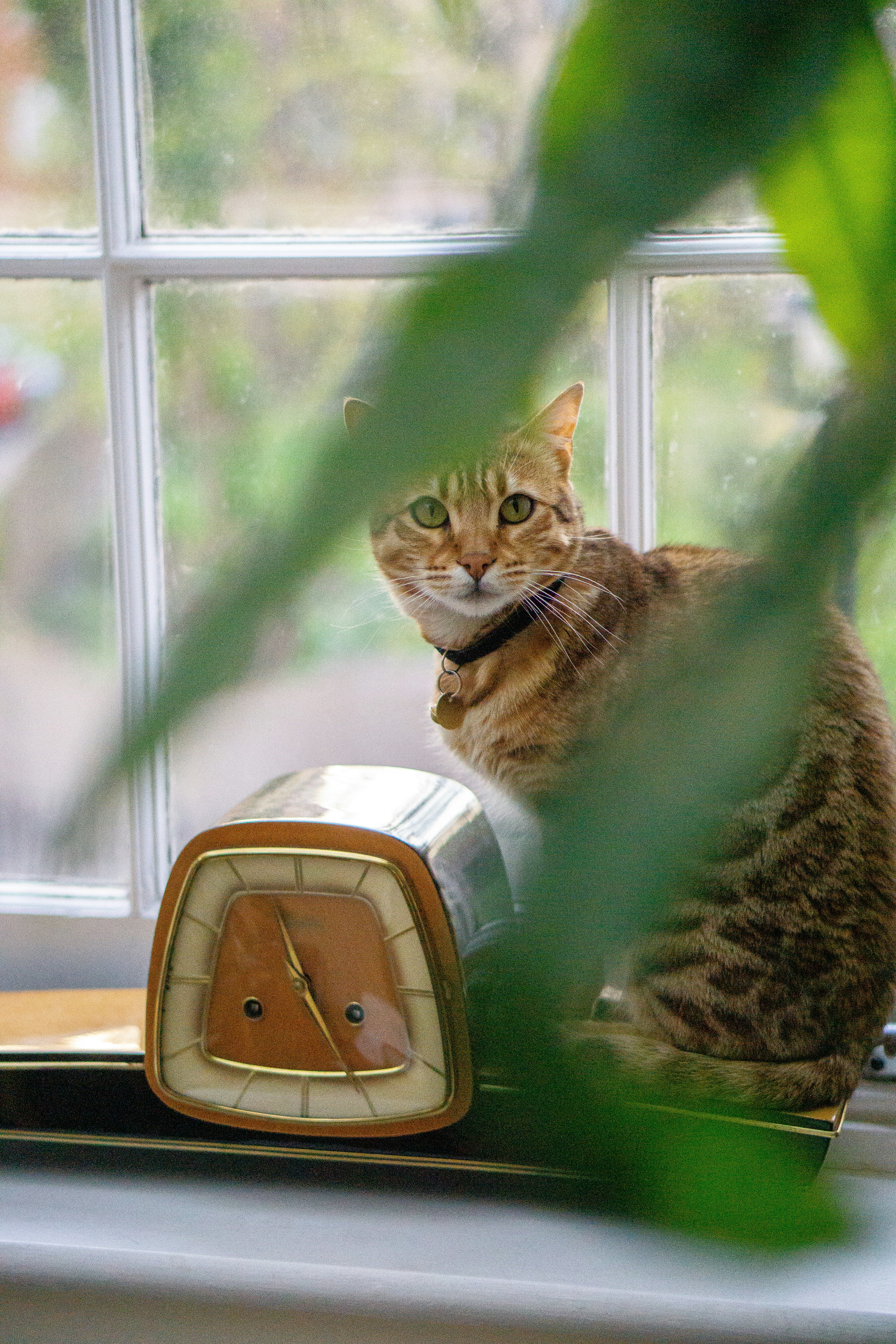 Amber-Eyed Tabby on a Sunlit Windowsill Beside a Vintage Clock