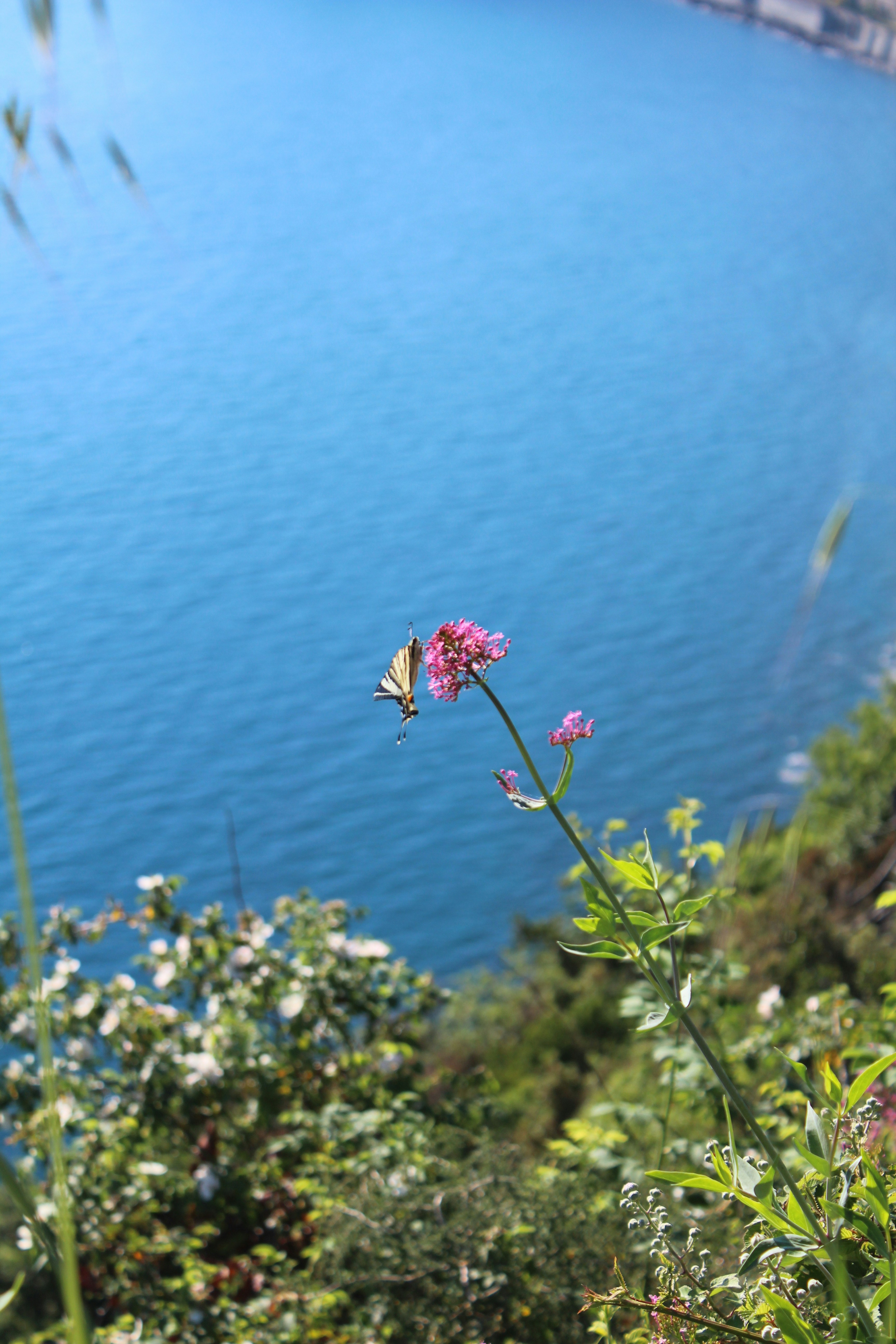 pink flower in front of body of water during daytime