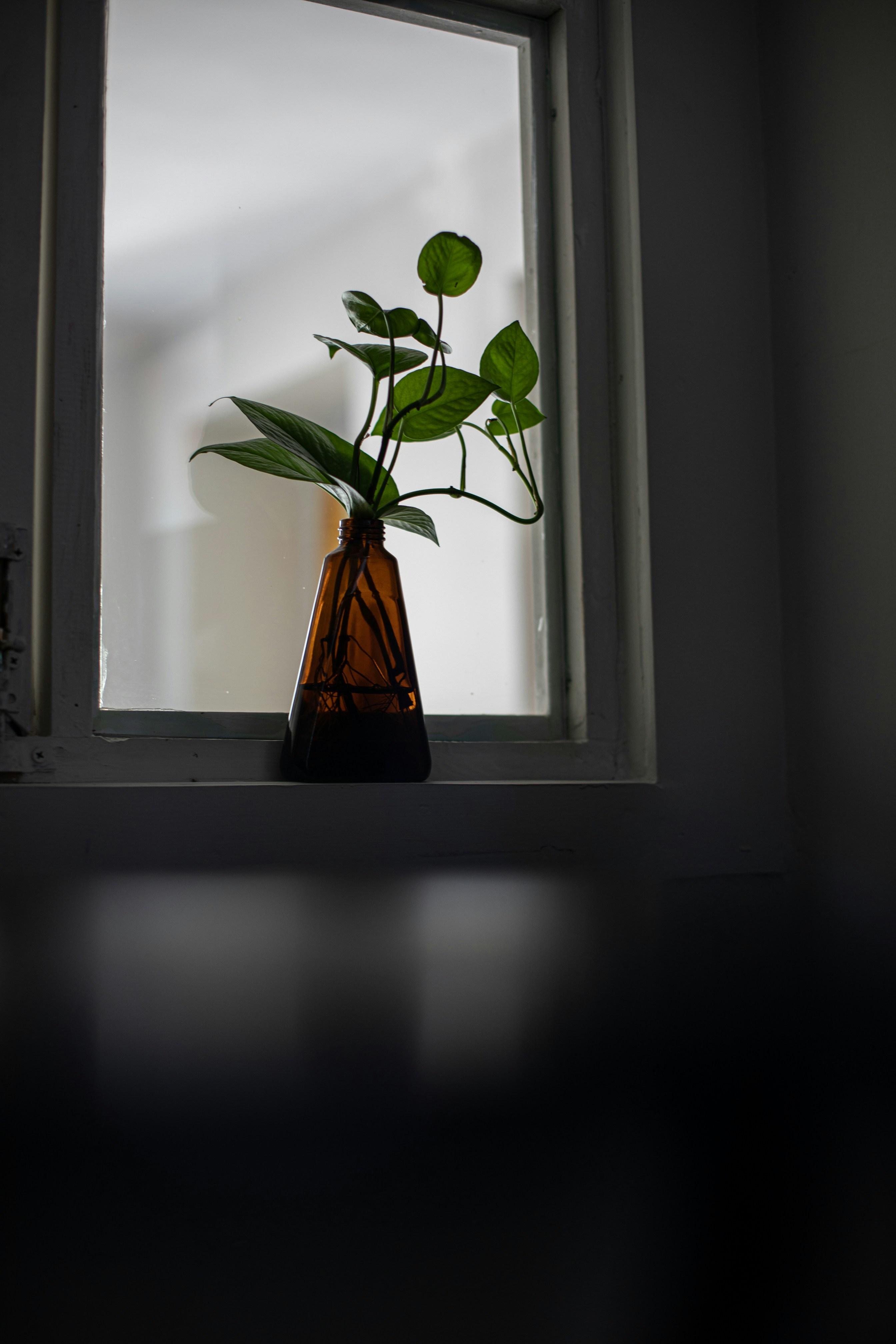 Green leaves emerging from an amber vase, framed by a softly lit window, creating a serene indoor scene.