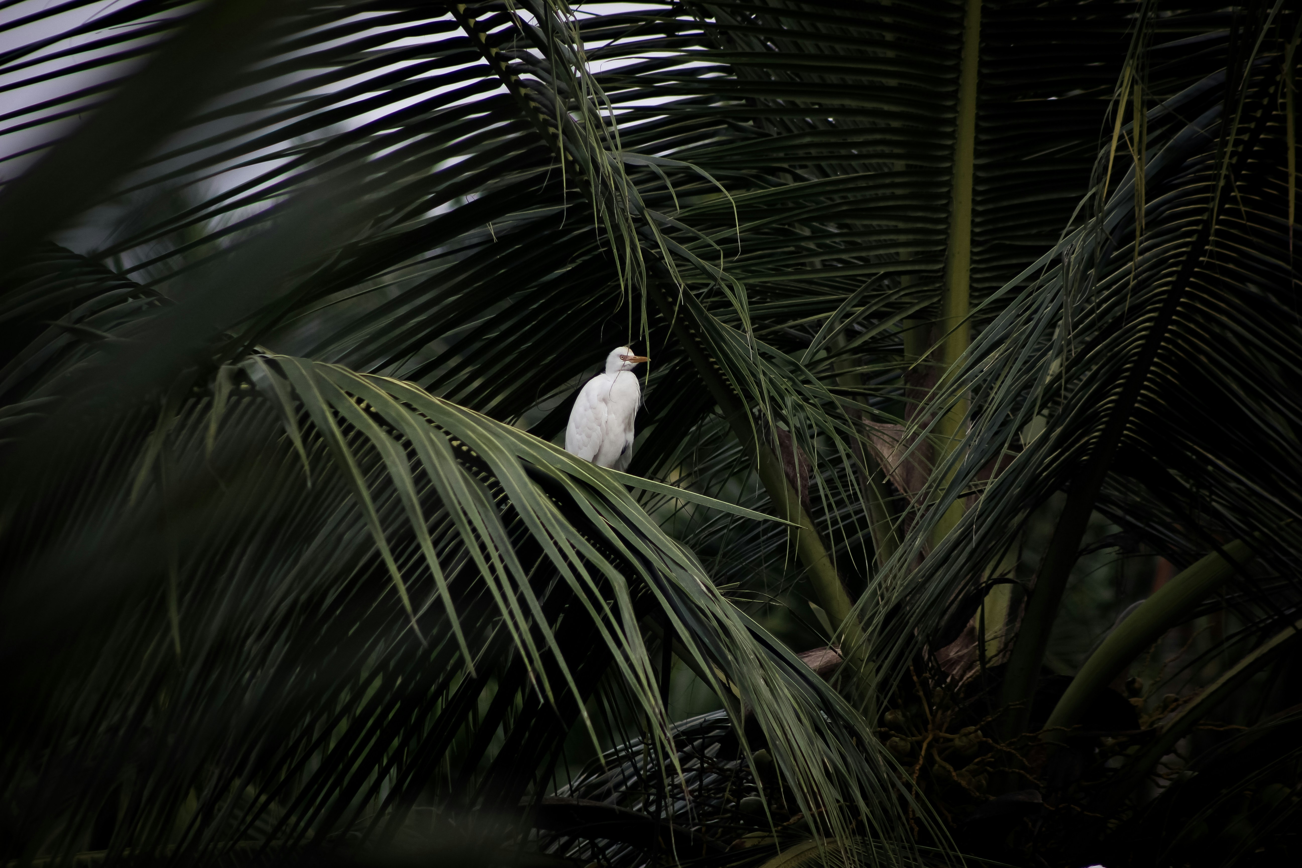 White Kingfisher Amid Palm Veils