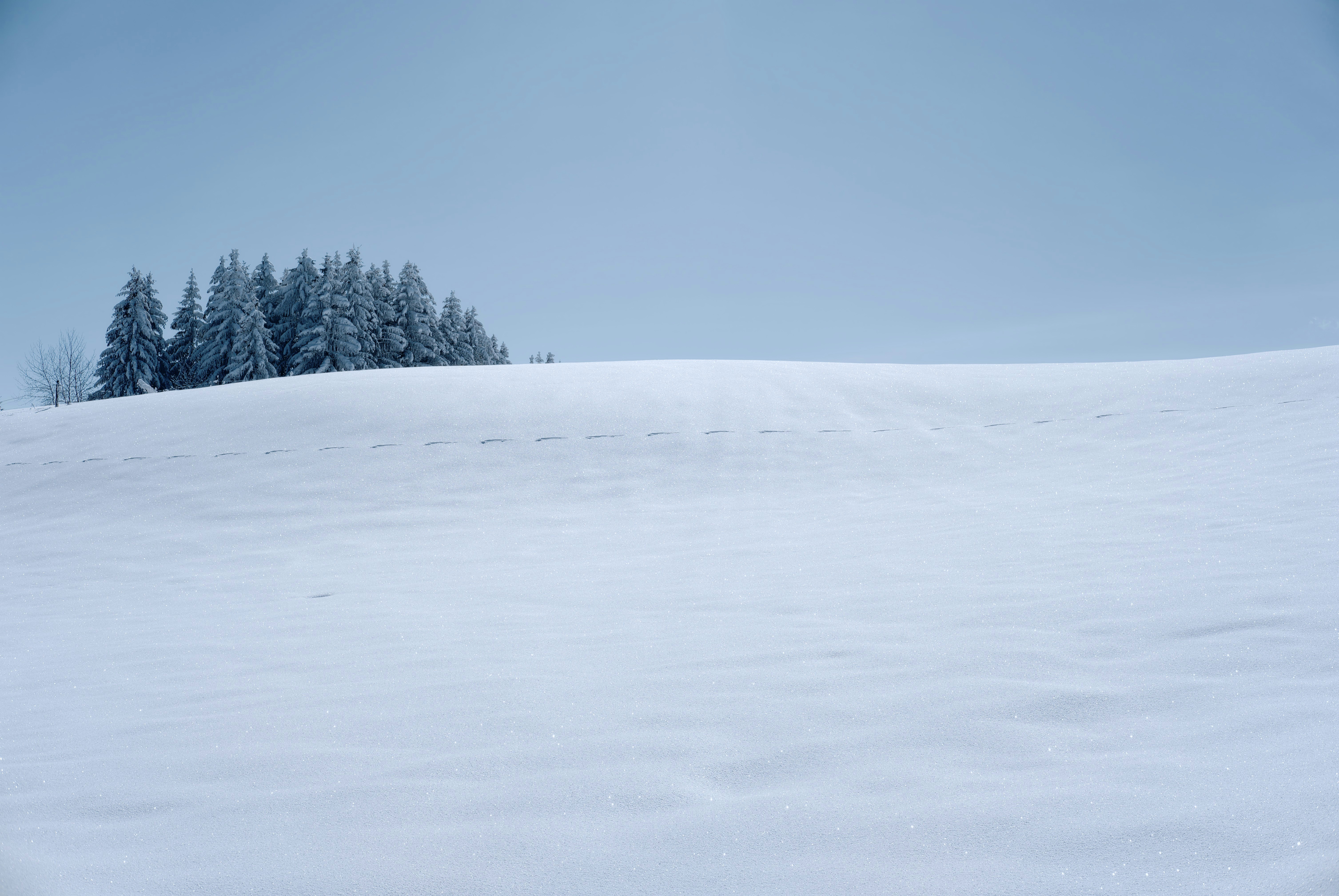 Snow-covered landscape with a cluster of evergreen trees on a gentle slope under a pale blue sky.