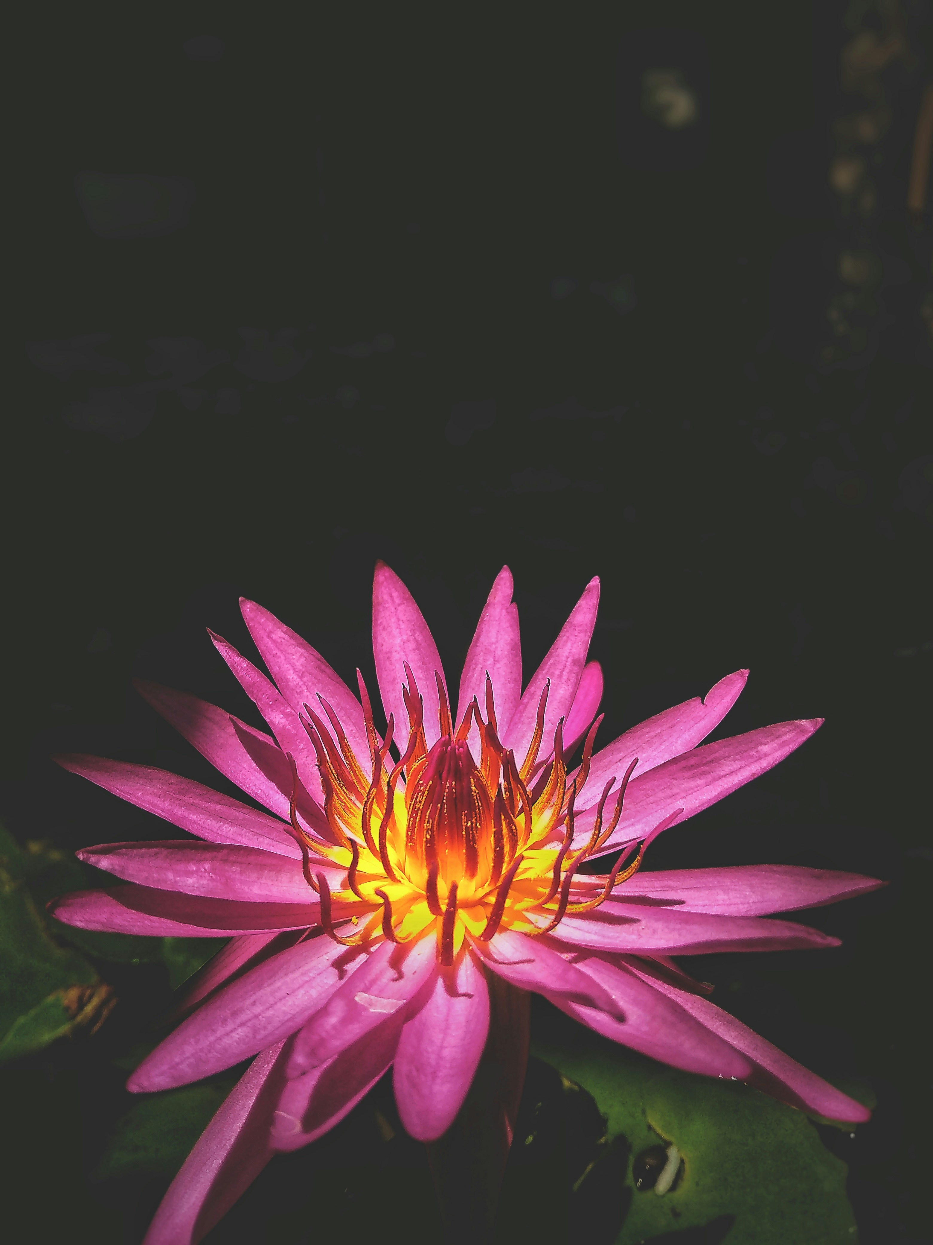 Vibrant pink lotus flower with golden center, emerging from dark waters. The contrast highlights its delicate petals and tranquil essence.