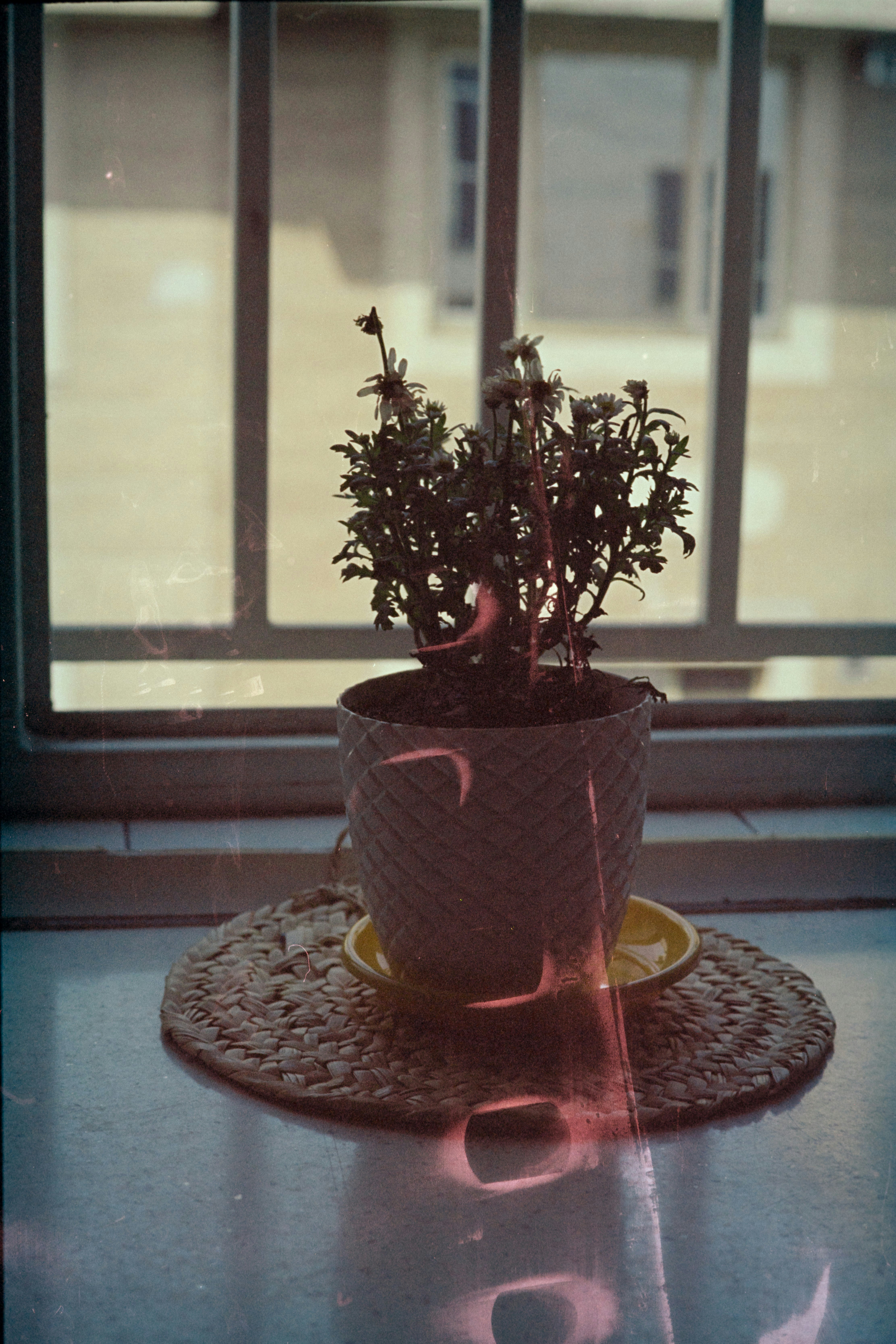 Window-Sill Still Life: Potted herb on a woven mat bathed in soft daylight with pink light leaks