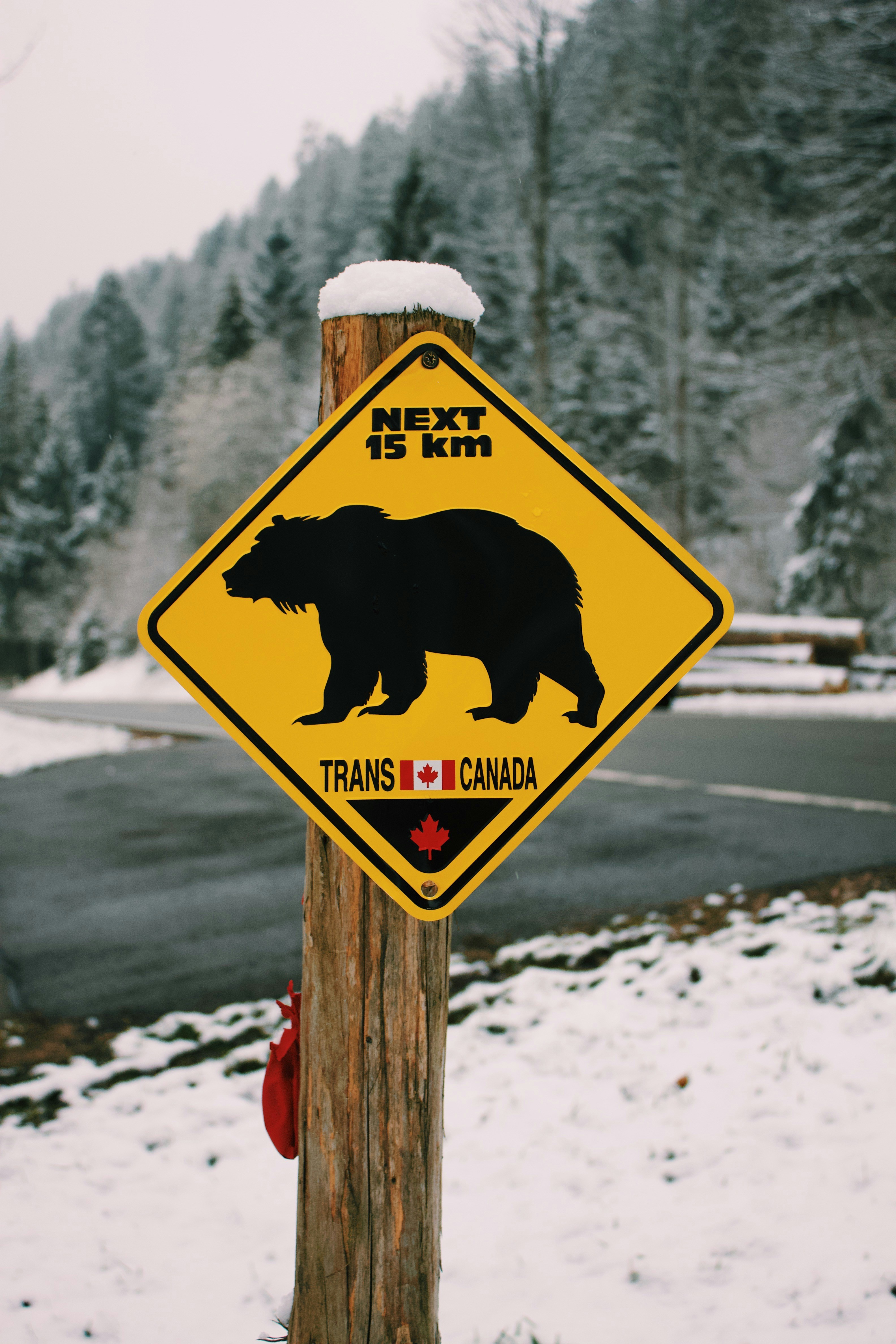 Bear Crossing: A Snowy Roadside Warning